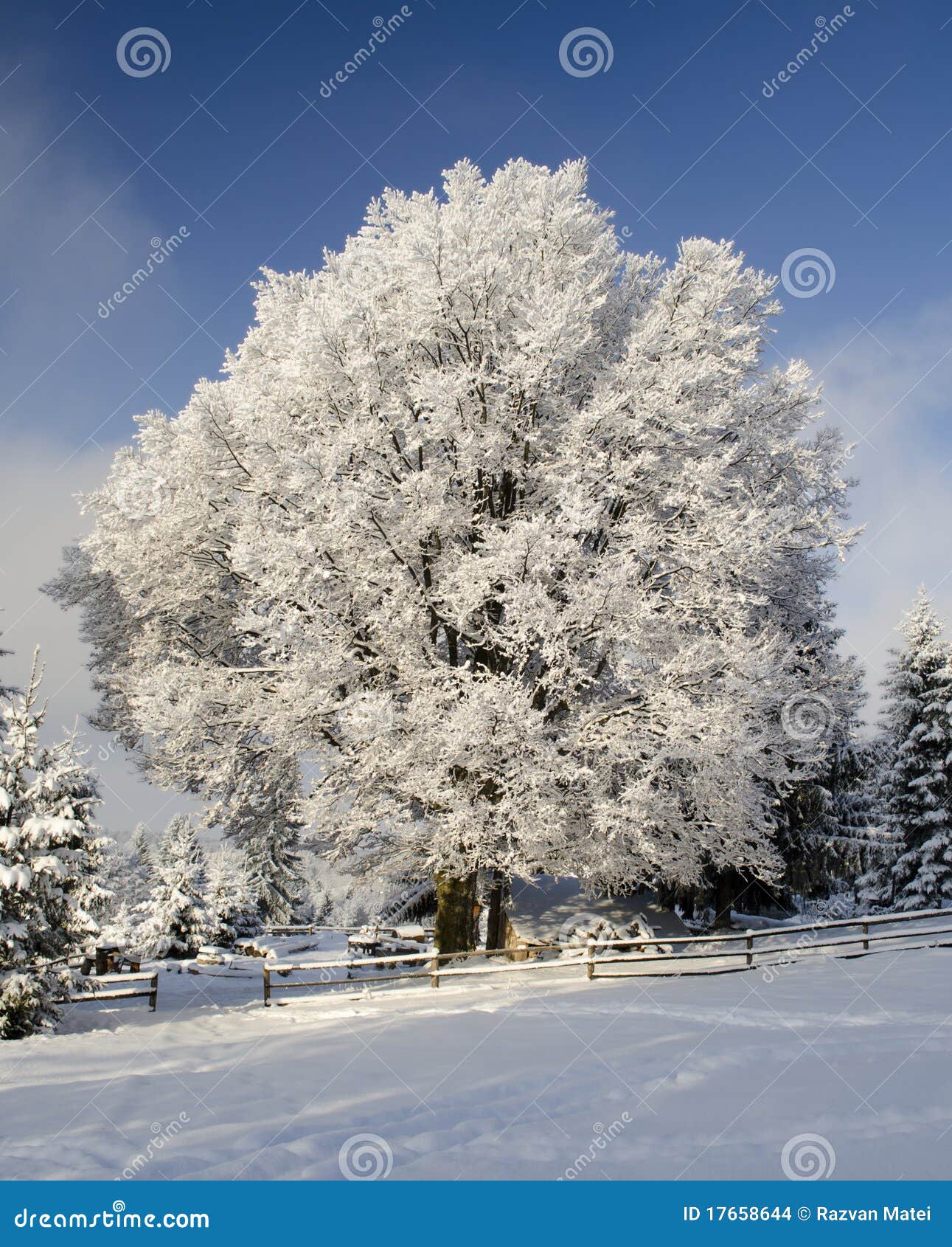 Snow tree under blue sky stock photo. Image of nature - 17658644