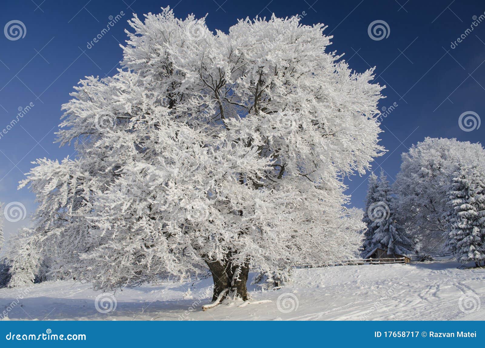 Snow tree under blue sky stock image. Image of environment - 17658717