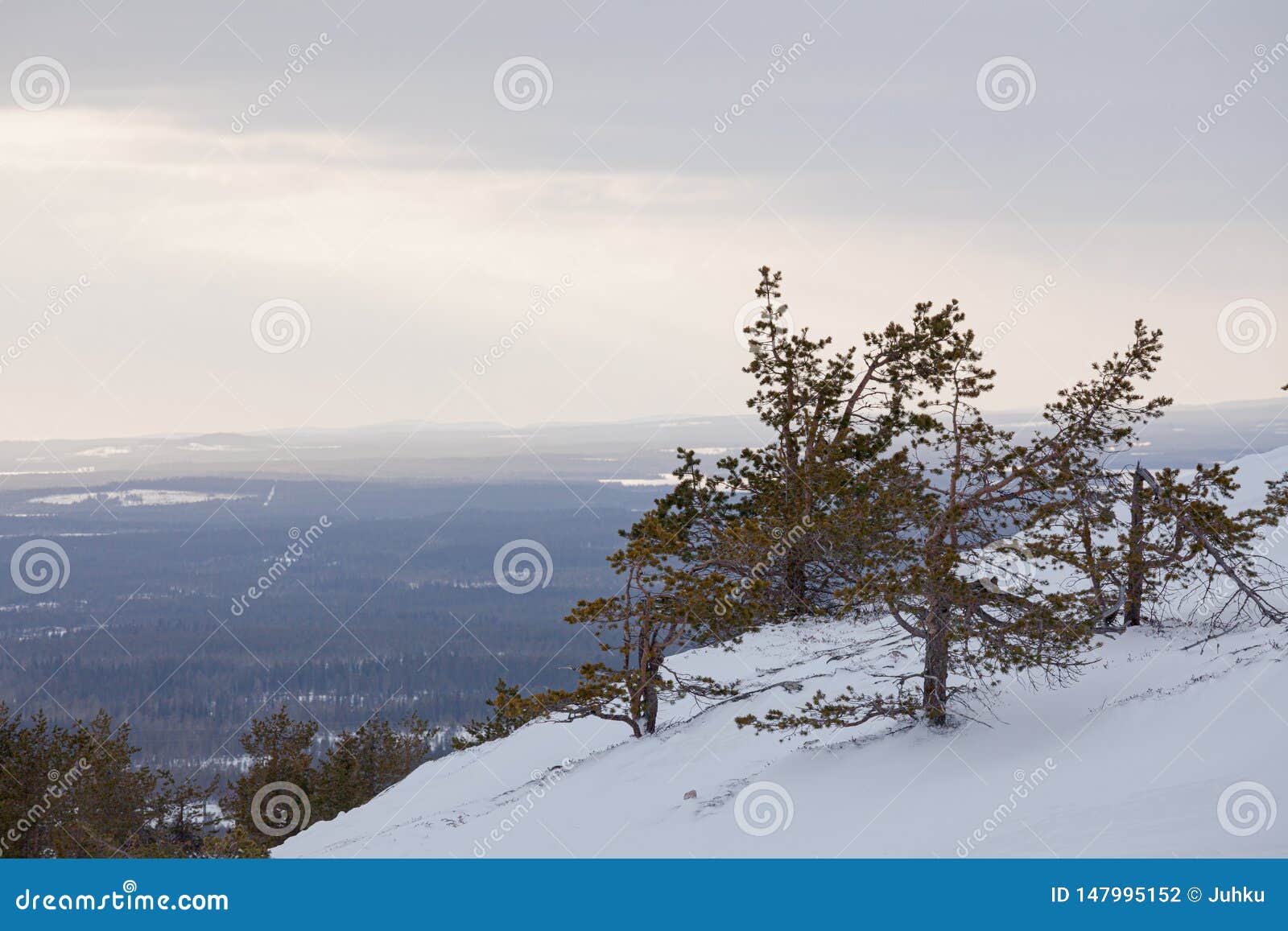 Snow and Trees in Arctic Hill Stock Photo - Image of weather, tree ...