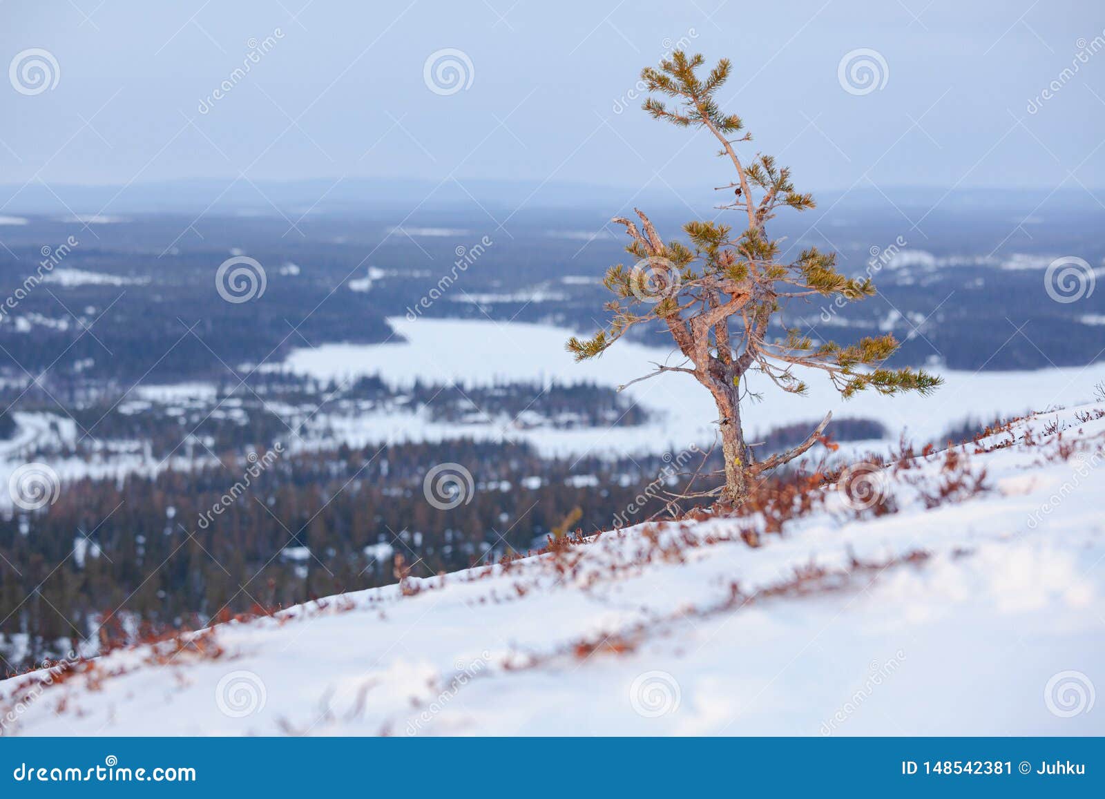 Snow and Trees in Arctic Hill Stock Image - Image of wind, clouds ...