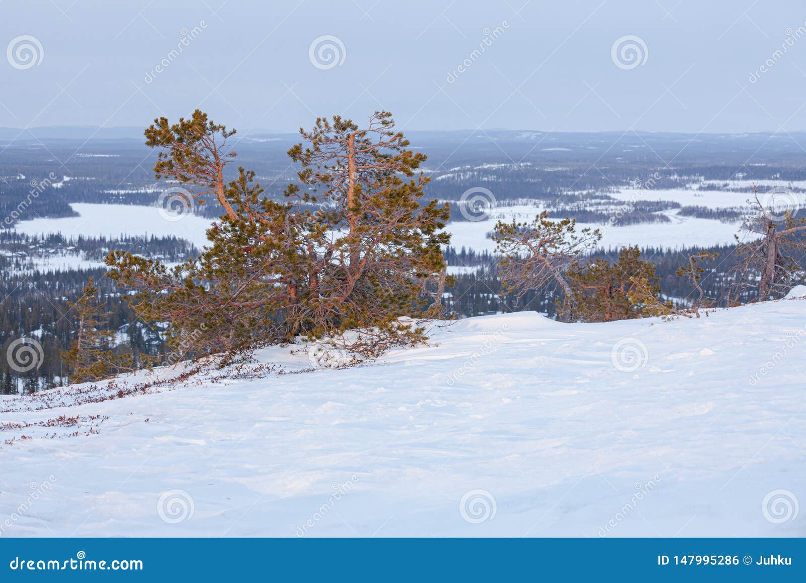 Snow and Trees in Arctic Hill Stock Photo - Image of hill, harsh: 147995286