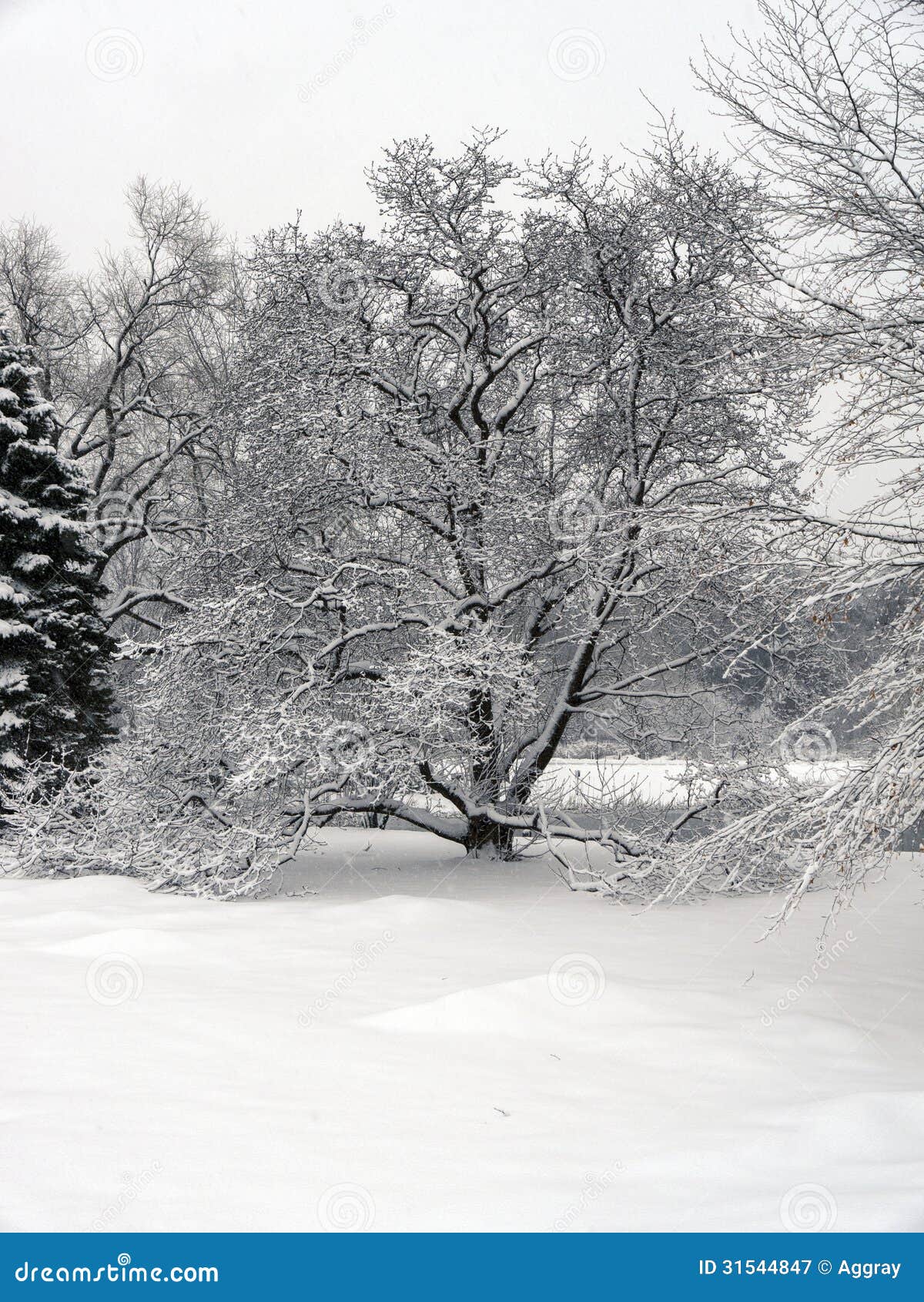 Snow on trees stock image. Image of snow, snowfall, winter - 31544847