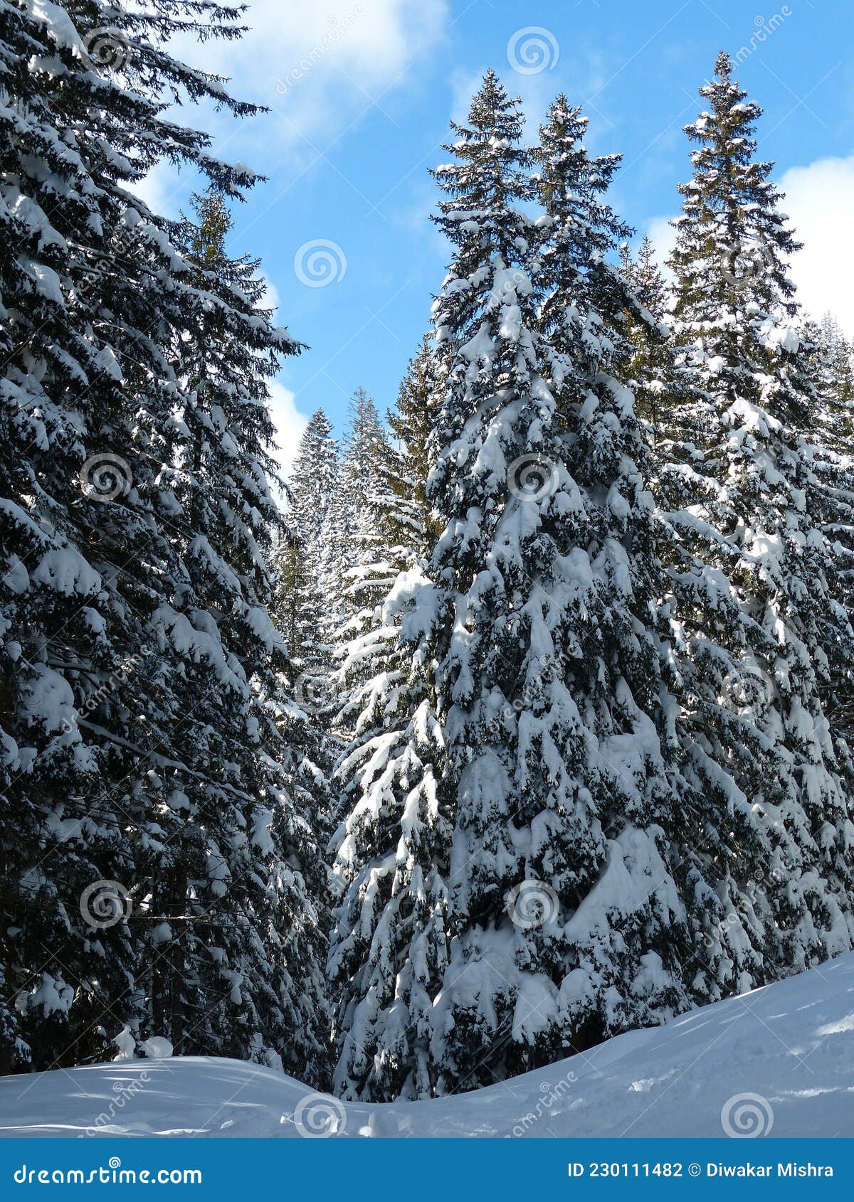 Snow with Trees with Blue Sky Stock Photo - Image of snow, trees: 230111482
