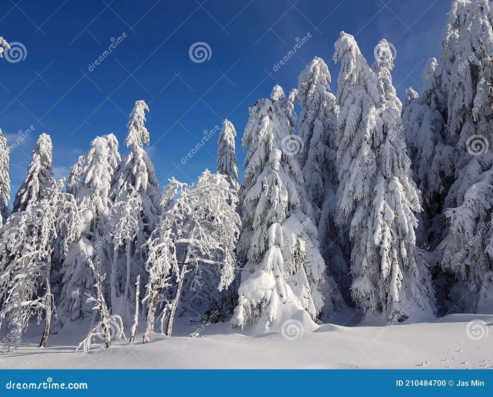 Snow Trees Blue Sky Sun Nature Stock Photo - Image of snow, trees ...