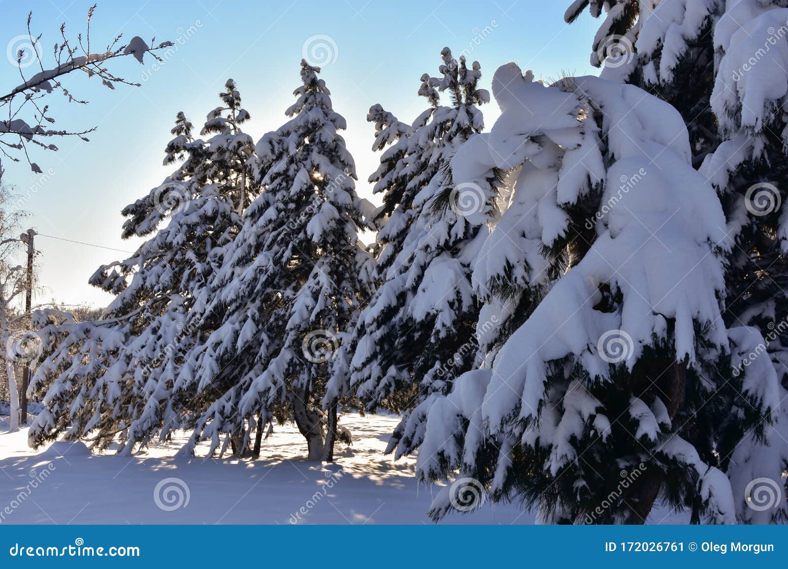 Snow on Trees in Cold Winter Stock Image - Image of winter, white ...