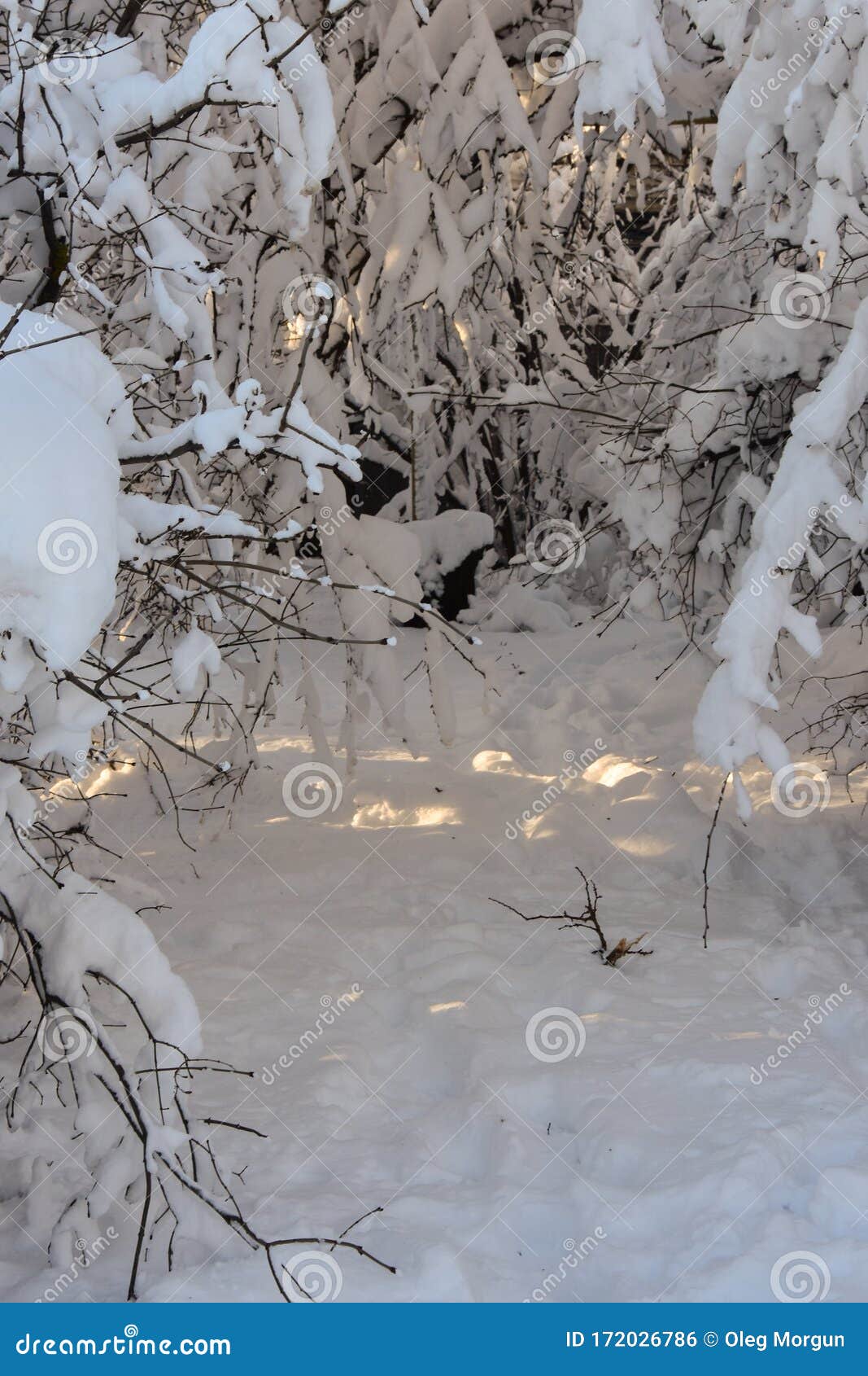 Snow on Trees in Cold Winter Stock Photo - Image of winter, frost ...