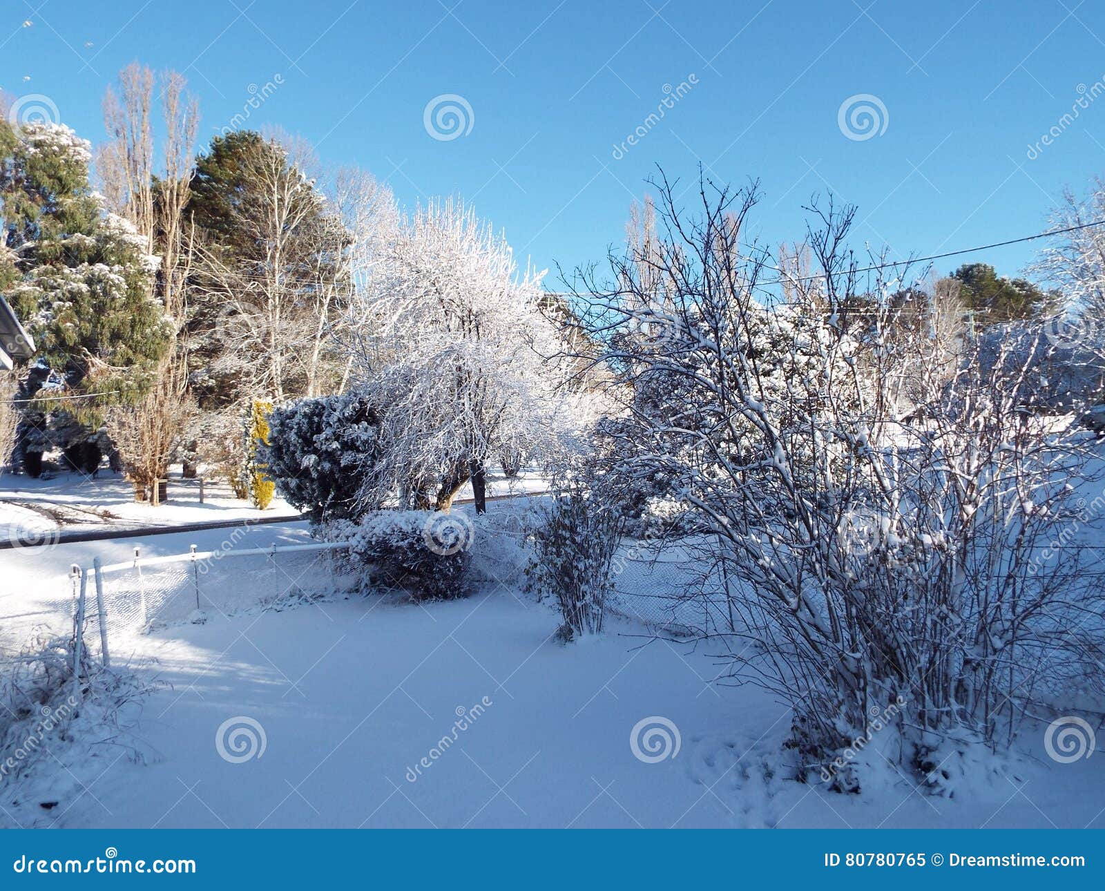 Snow on the trees stock image. Image of trees, australia - 80780765