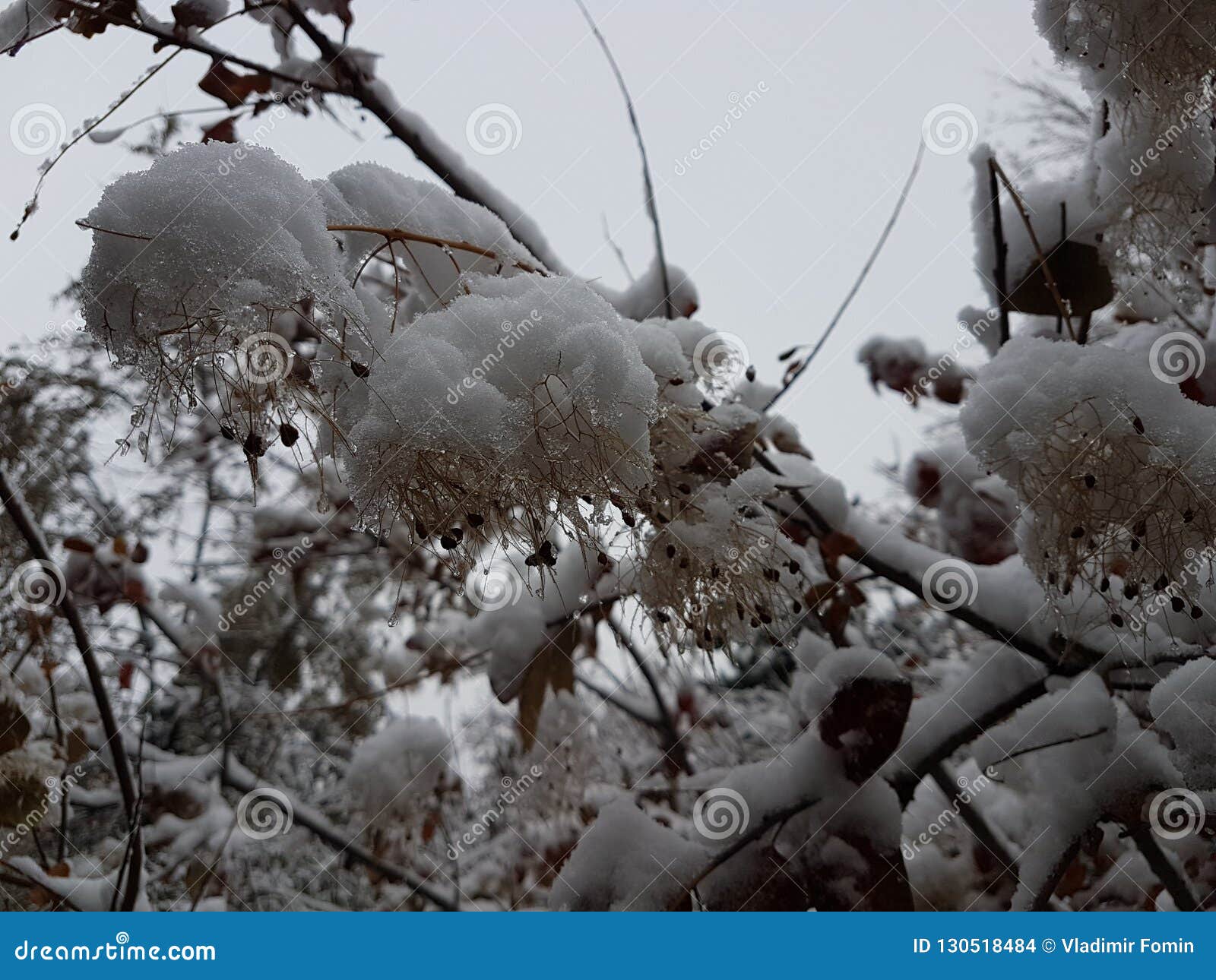 Snow on the Trees in the Fall. Stock Photo - Image of background, trees ...