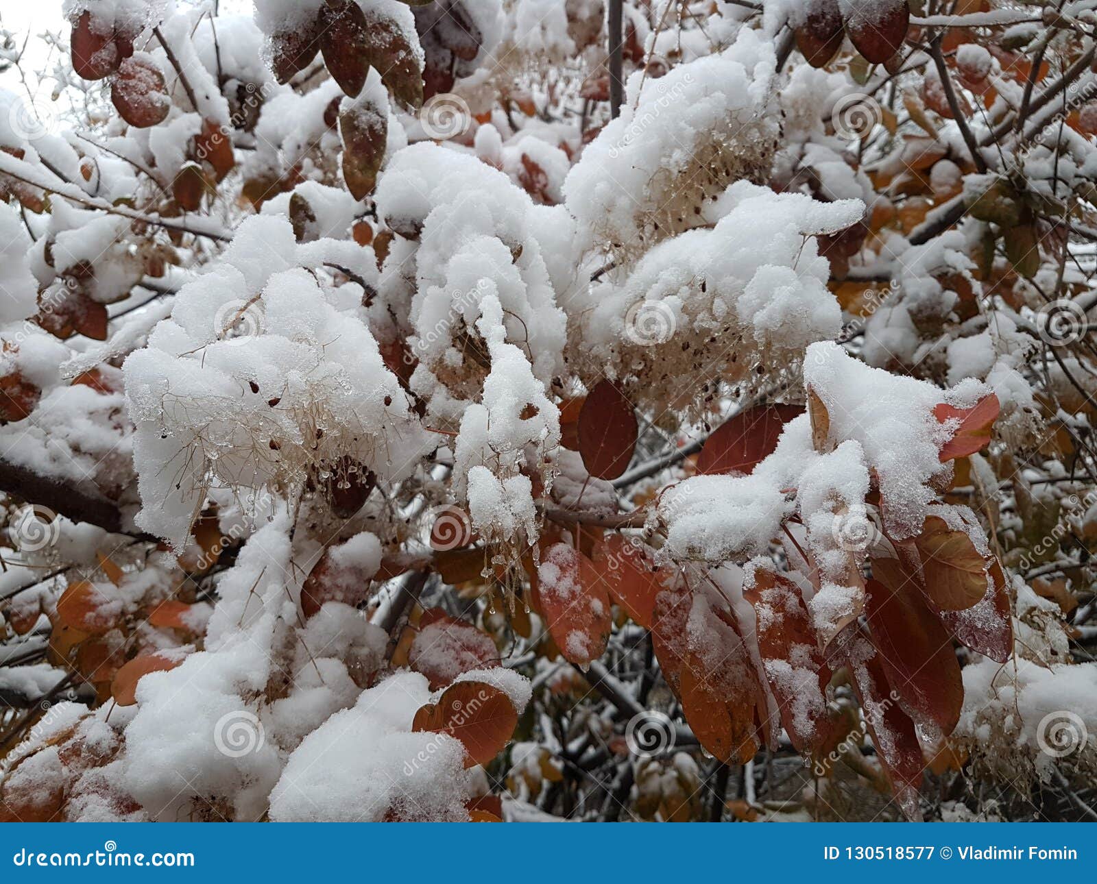 Snow on the Trees in the Fall. Stock Image - Image of fall, season ...