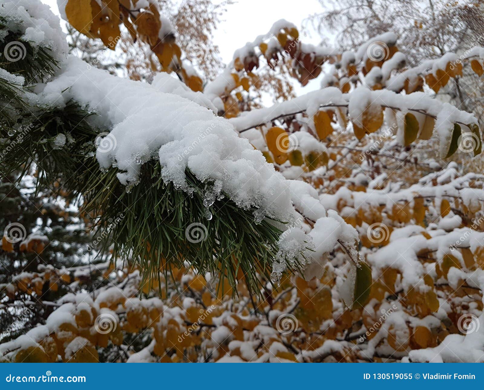 Snow on the Trees in the Fall. Stock Image - Image of trees, autumn ...