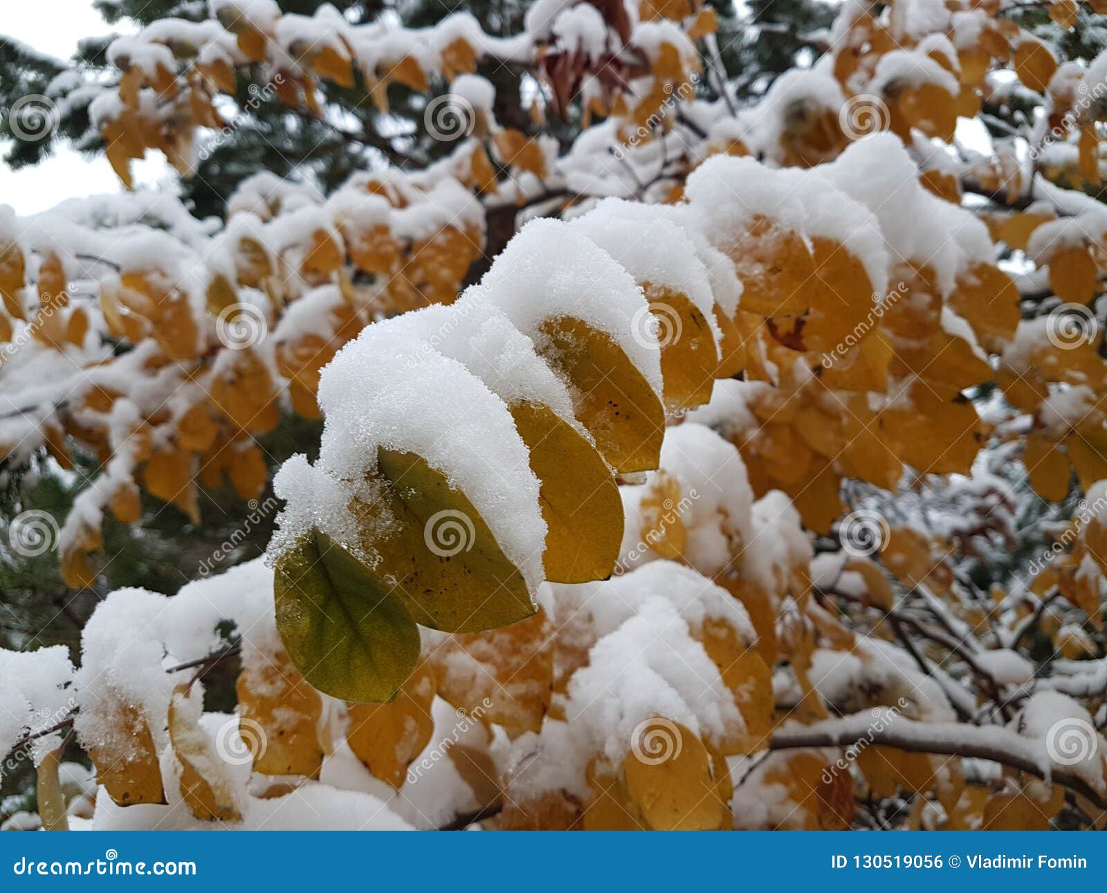 Snow on the Trees in the Fall. Stock Photo - Image of trees, fall ...