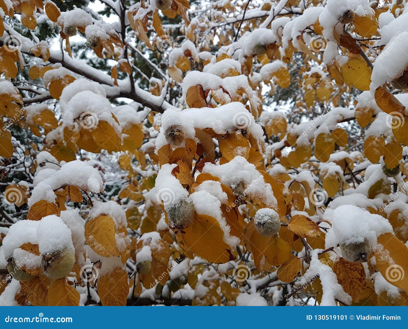 Snow on the Trees in the Fall. Stock Image - Image of leaves, trees ...