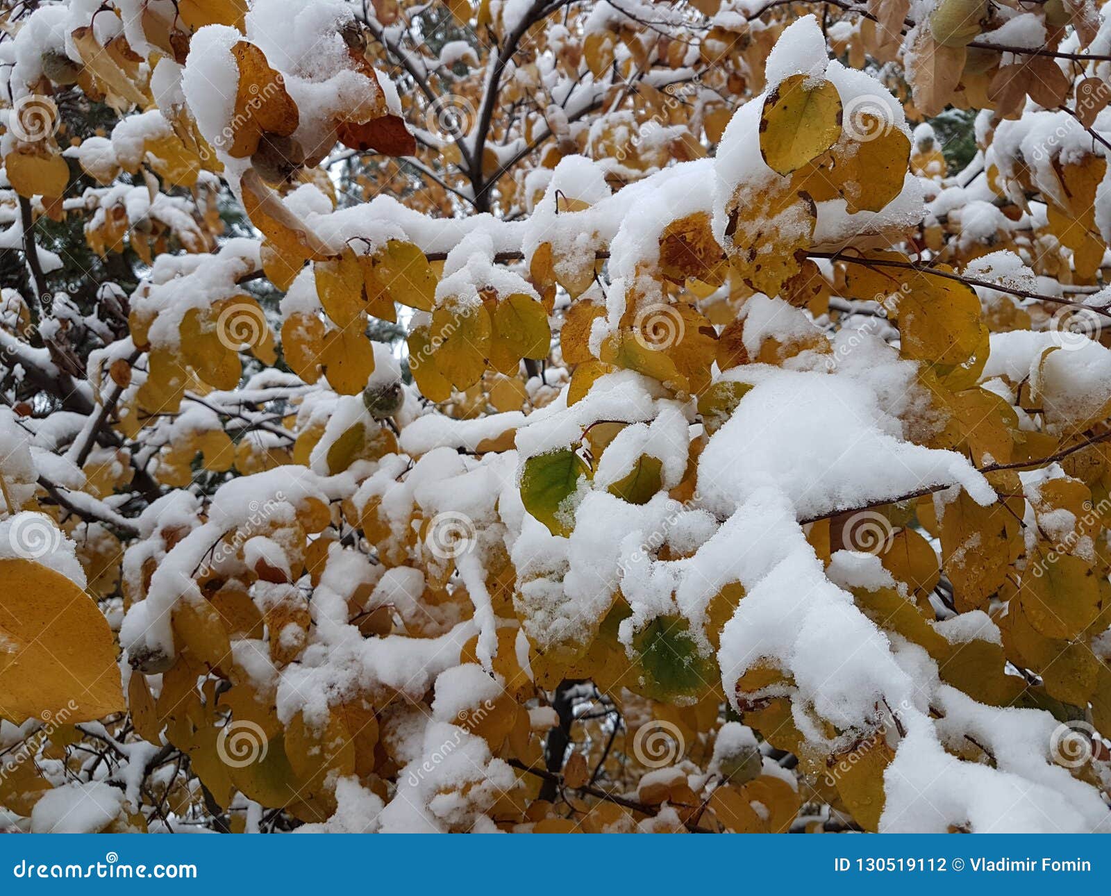 Snow on the Trees in the Fall. Stock Photo - Image of snow, season ...
