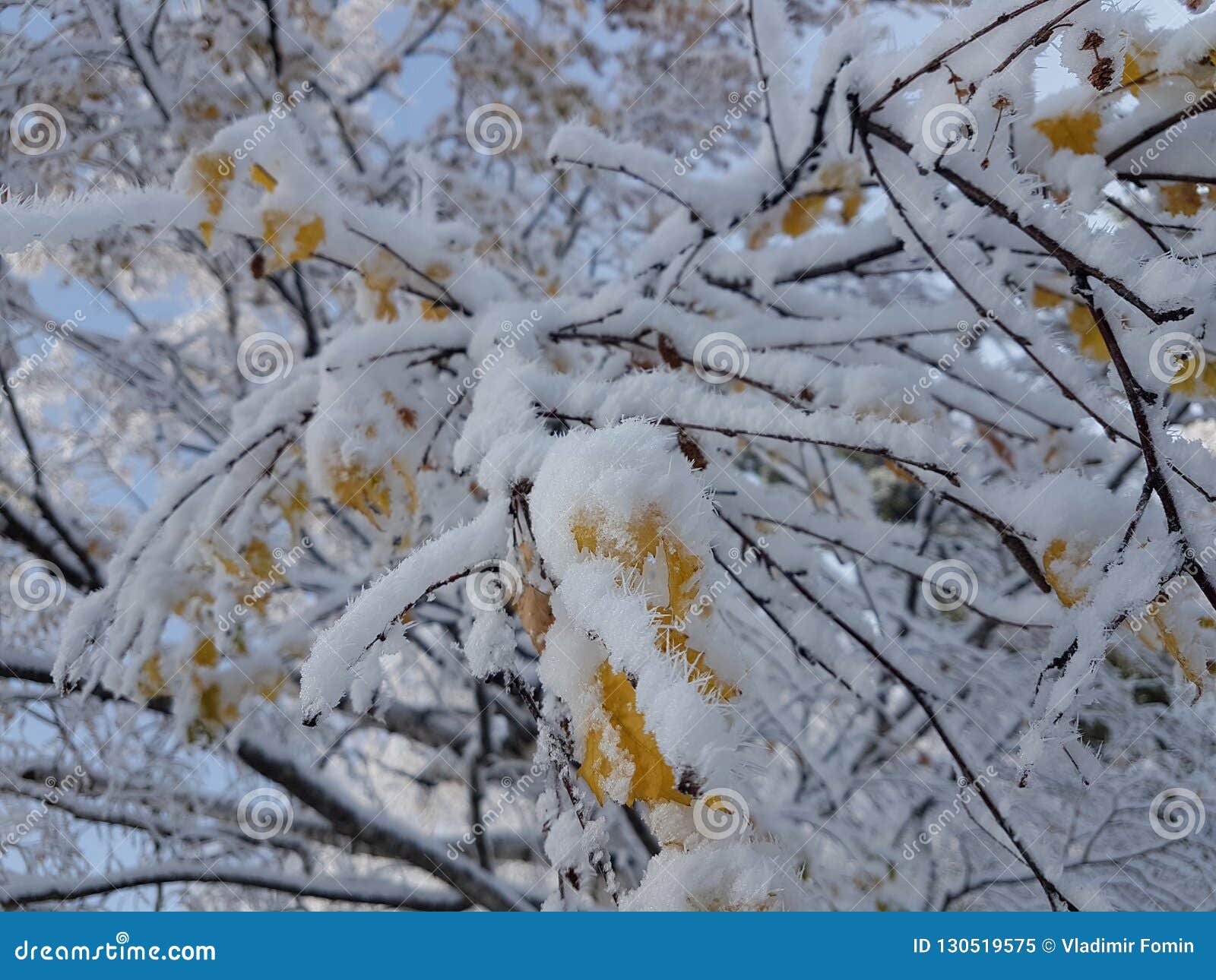 Snow on the Trees in the Fall. Stock Image - Image of season, leaves ...