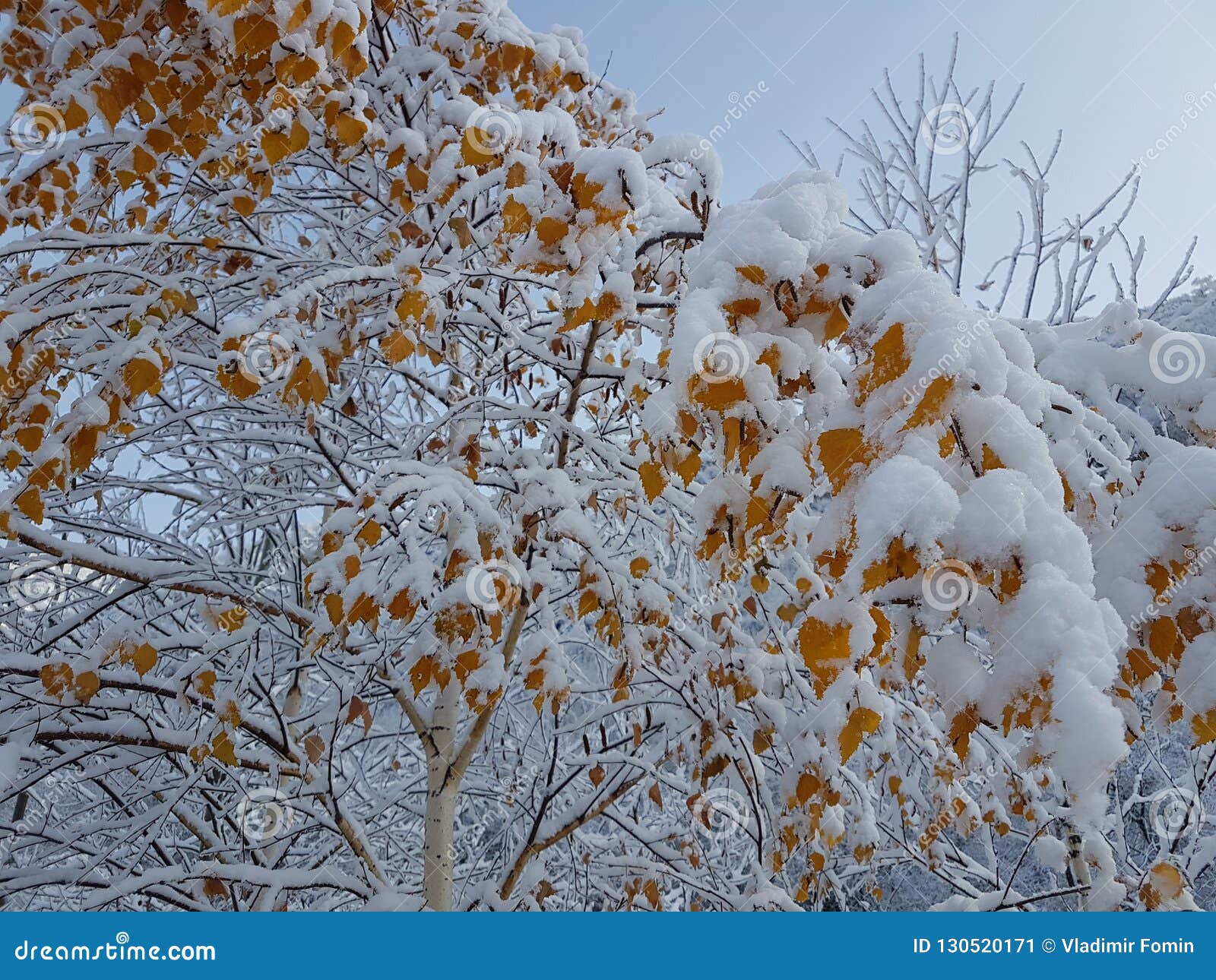 Snow on the Trees in the Fall. Stock Image - Image of light, season ...