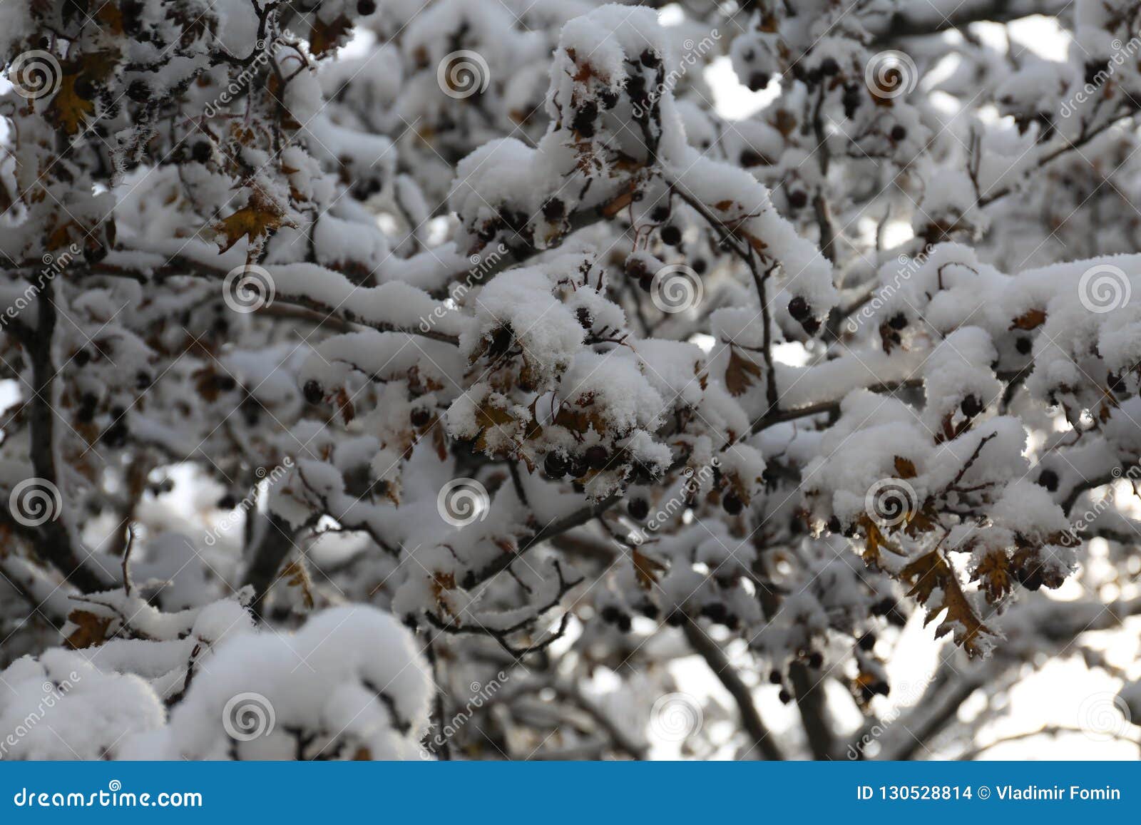 Snow on the Trees in the Fall. Stock Photo - Image of colored, light ...