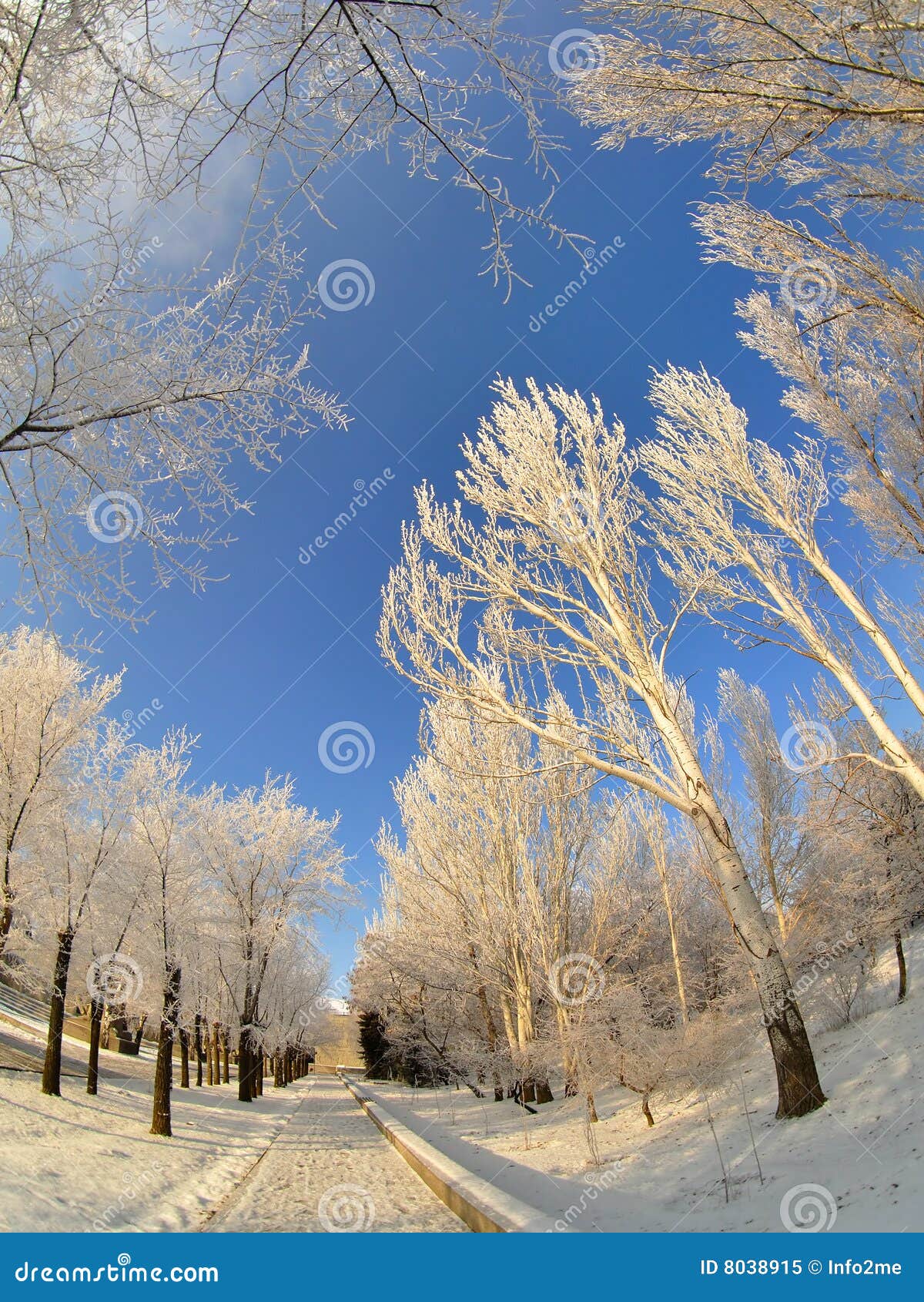 Snow trees by fisheye lens stock image. Image of woods - 8038915