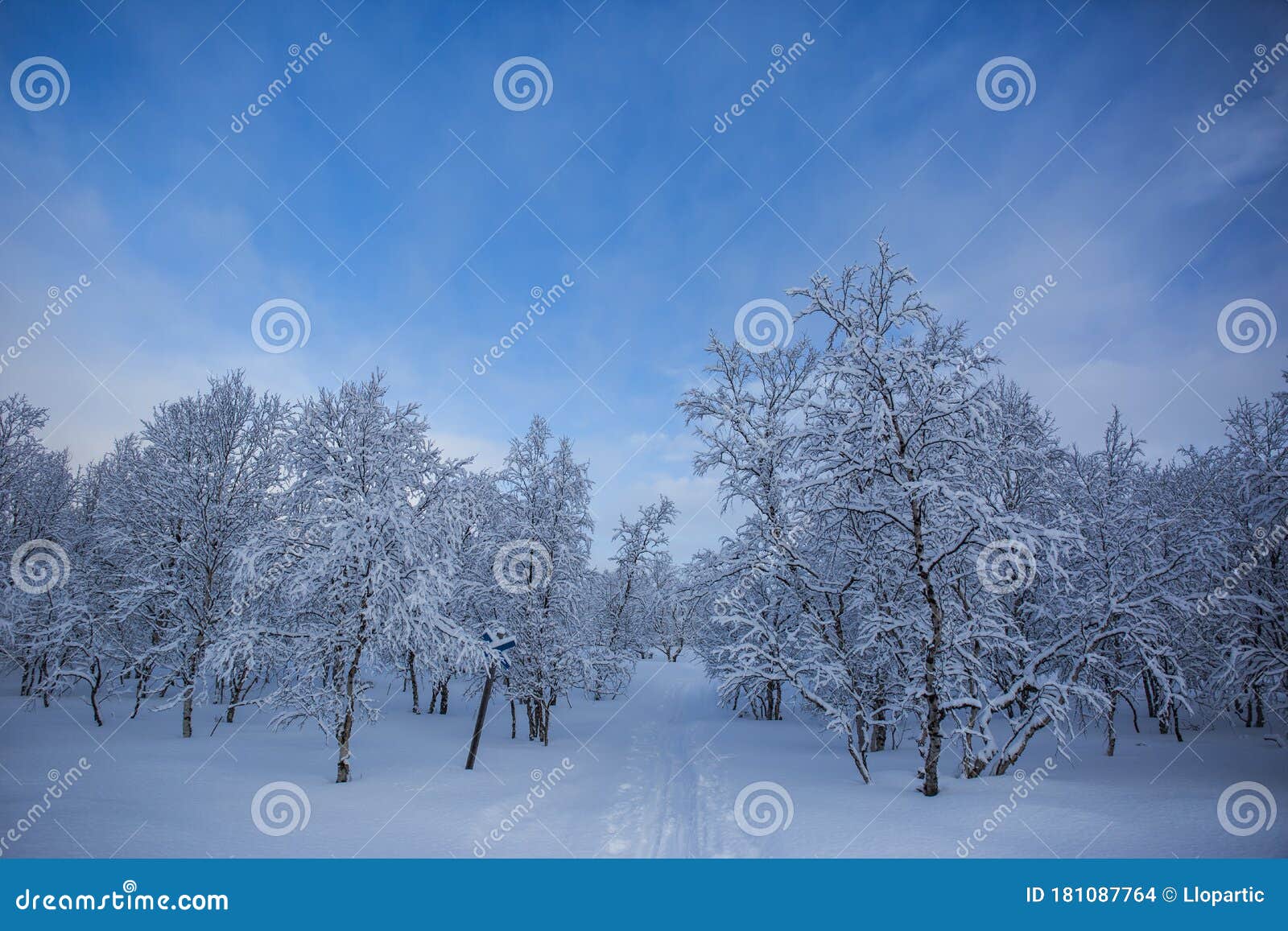 Snow Trees and Forest in Nuorgam, Lapland, Finland Stock Photo - Image ...