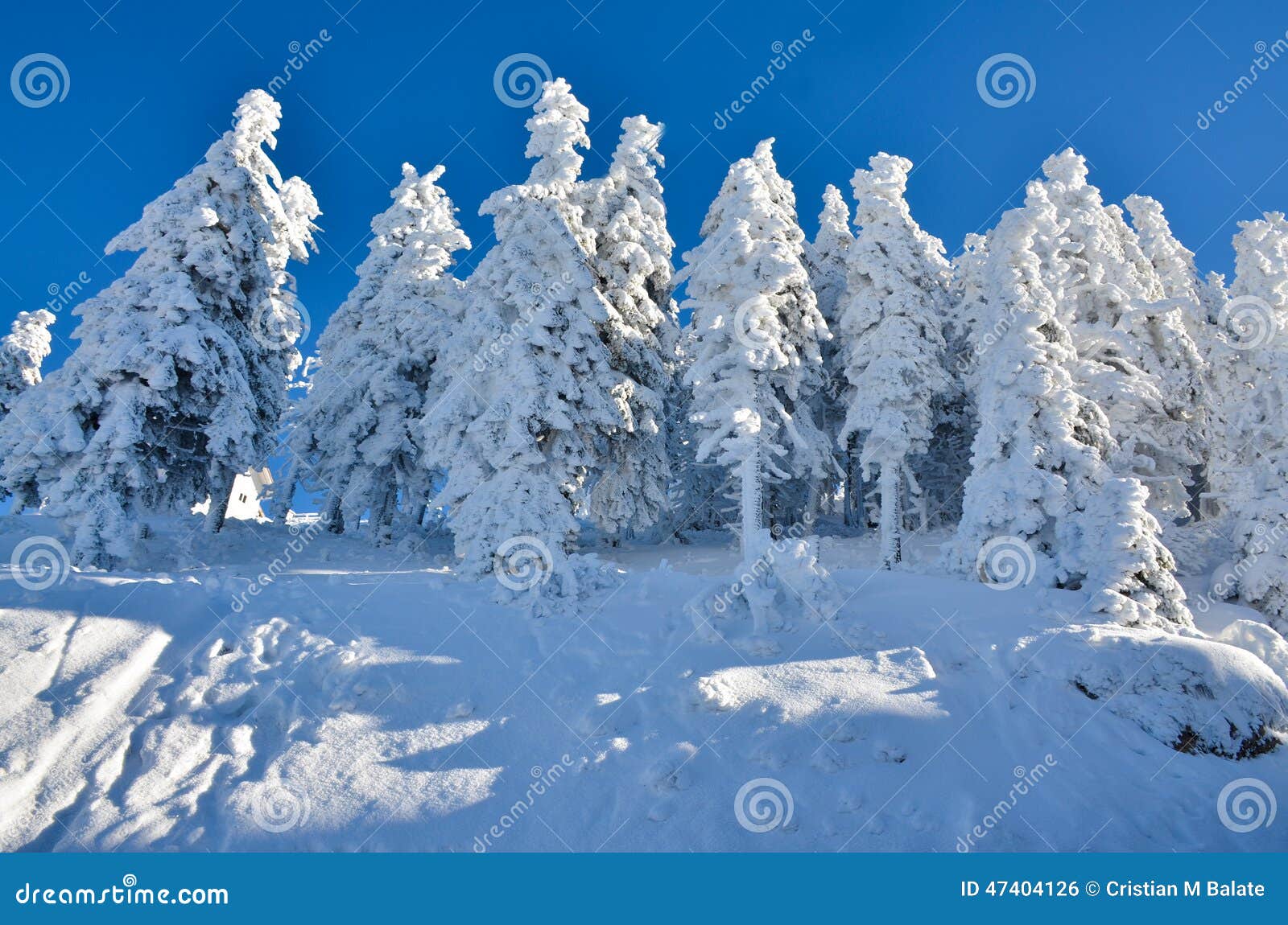Snow on Trees at High Altitude on Mountain, Winter Landscape Stock ...