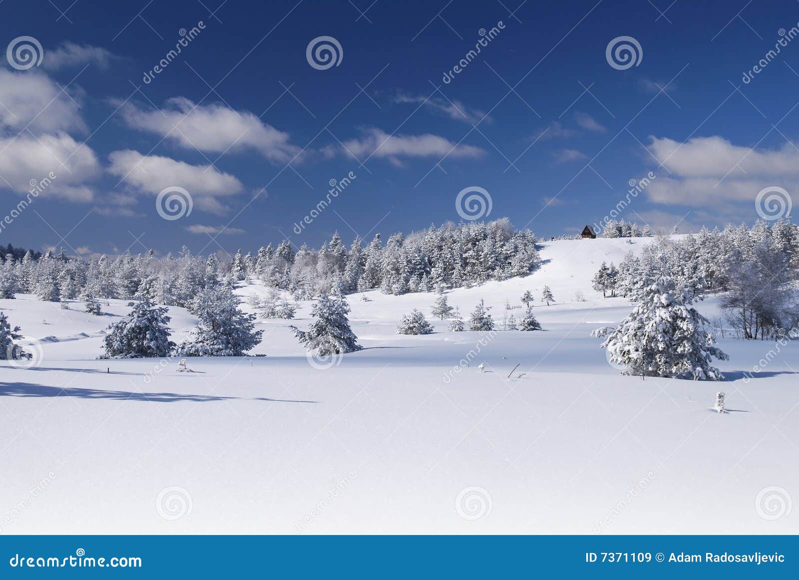 Snow trees on hill stock image. Image of natural, serbia - 7371109