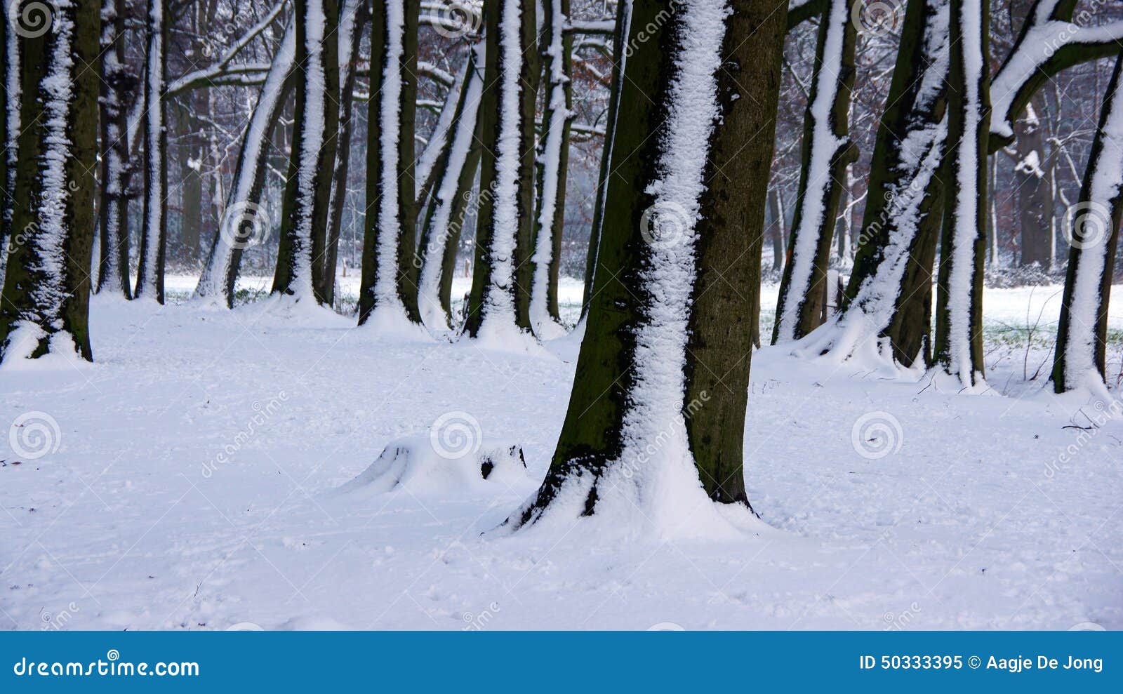 Snow trees in line stock image. Image of snow, winter - 50333395