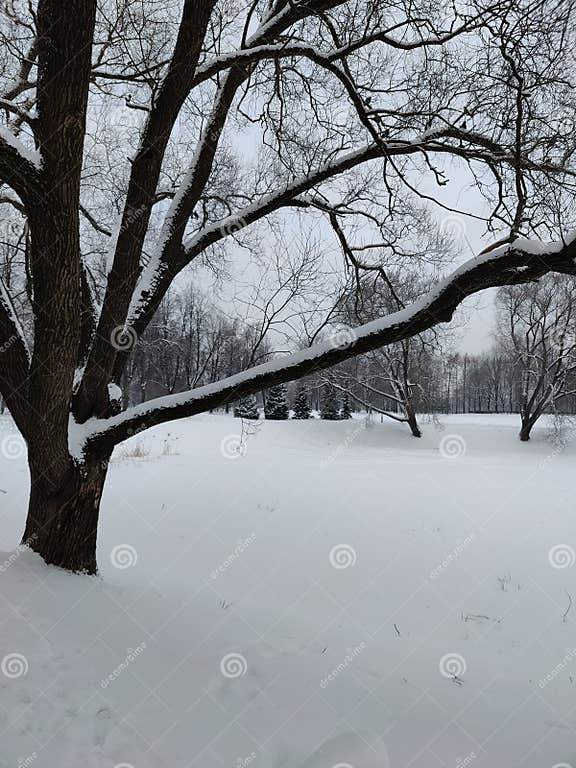 Snow trees in the park stock photo. Image of freezing - 237946192