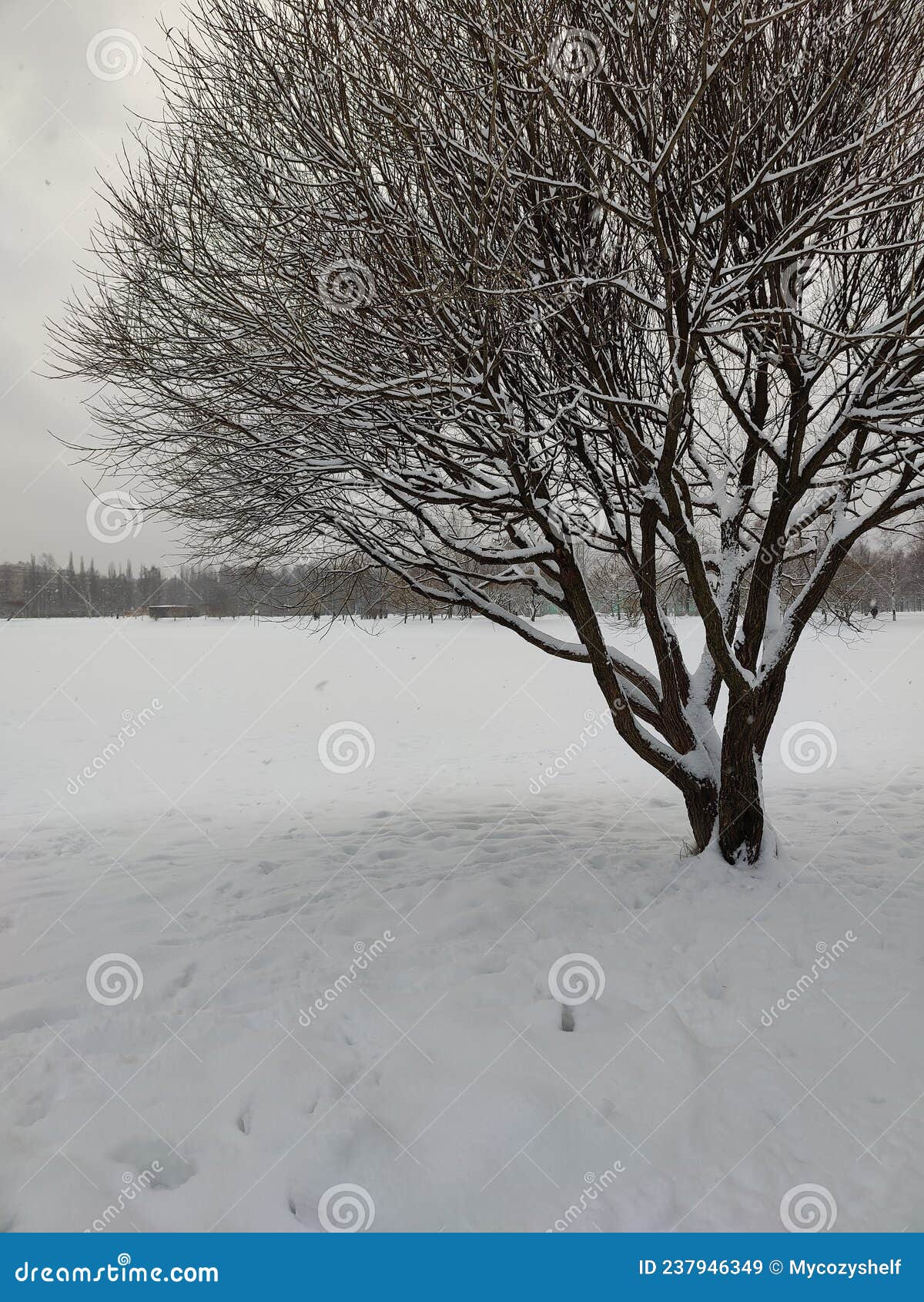 Snow trees in the park stock image. Image of twig, snow - 237946349