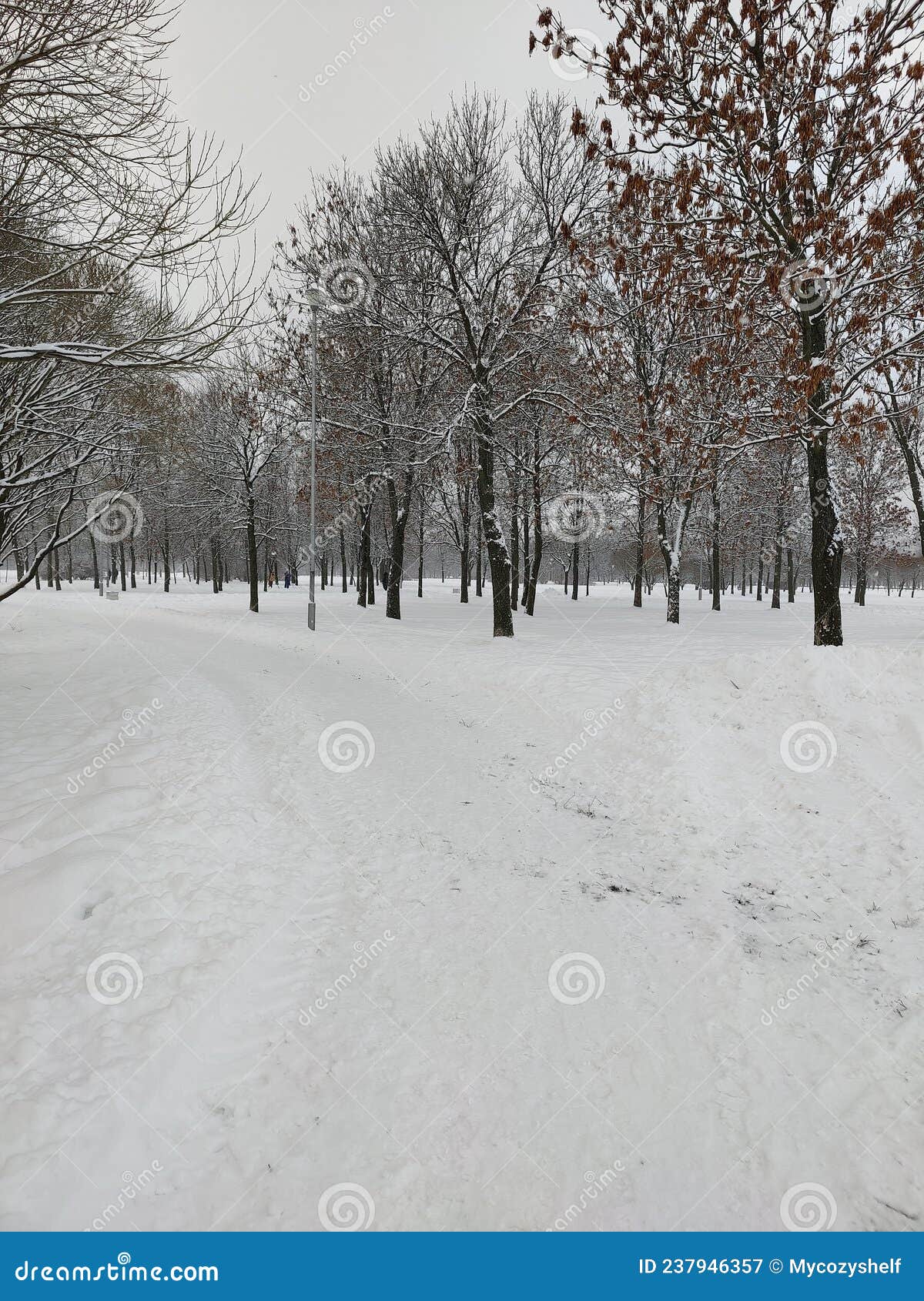 Snow trees in the park stock image. Image of blizzard - 237946357