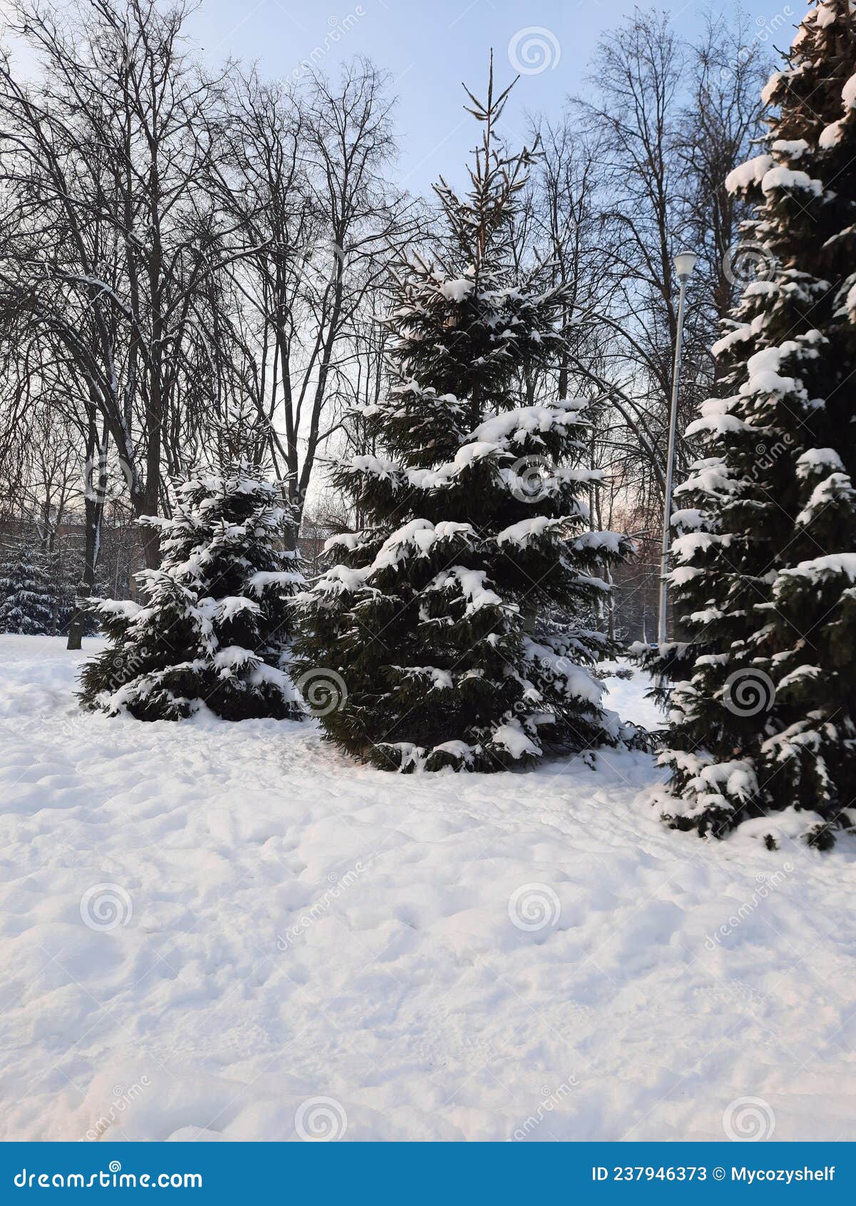 Snow trees in the park stock image. Image of spruce - 237946373