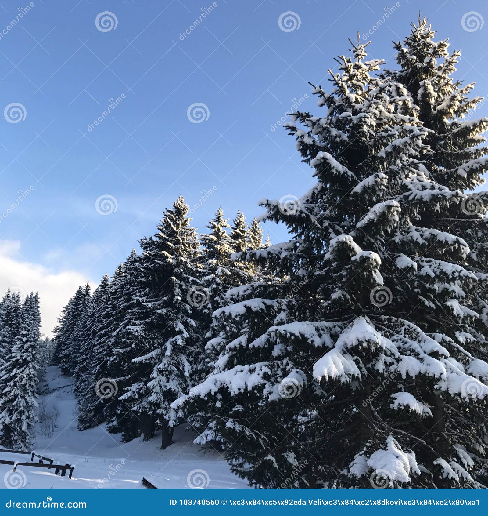 Snow trees sky stock photo. Image of biome, trees, spruce - 103740560