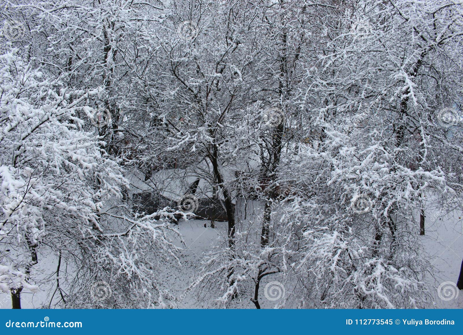 Snow on the trees. stock image. Image of stick, twigs - 112773545