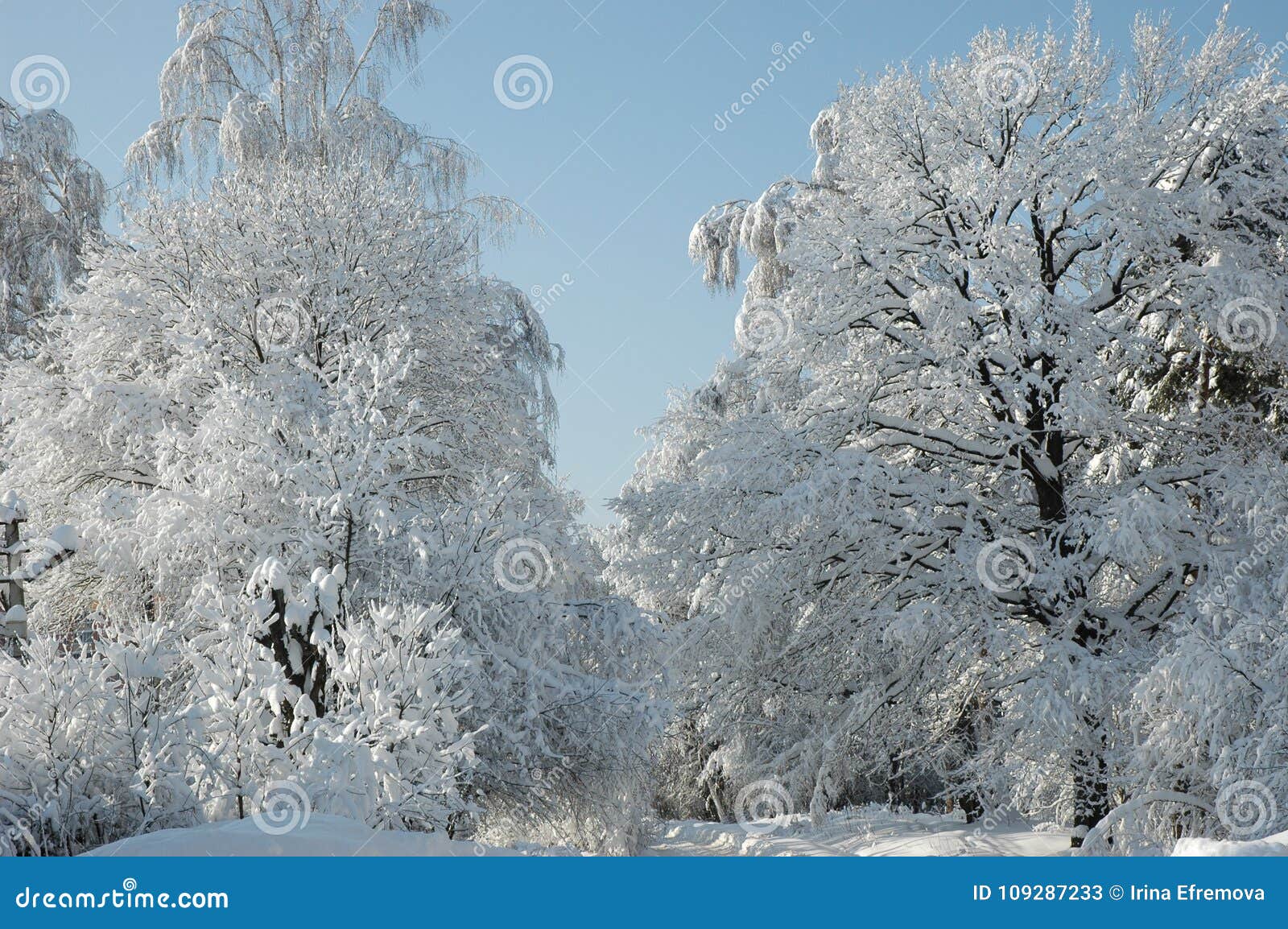 Snow trees on sunshine stock image. Image of sunshine - 109287233