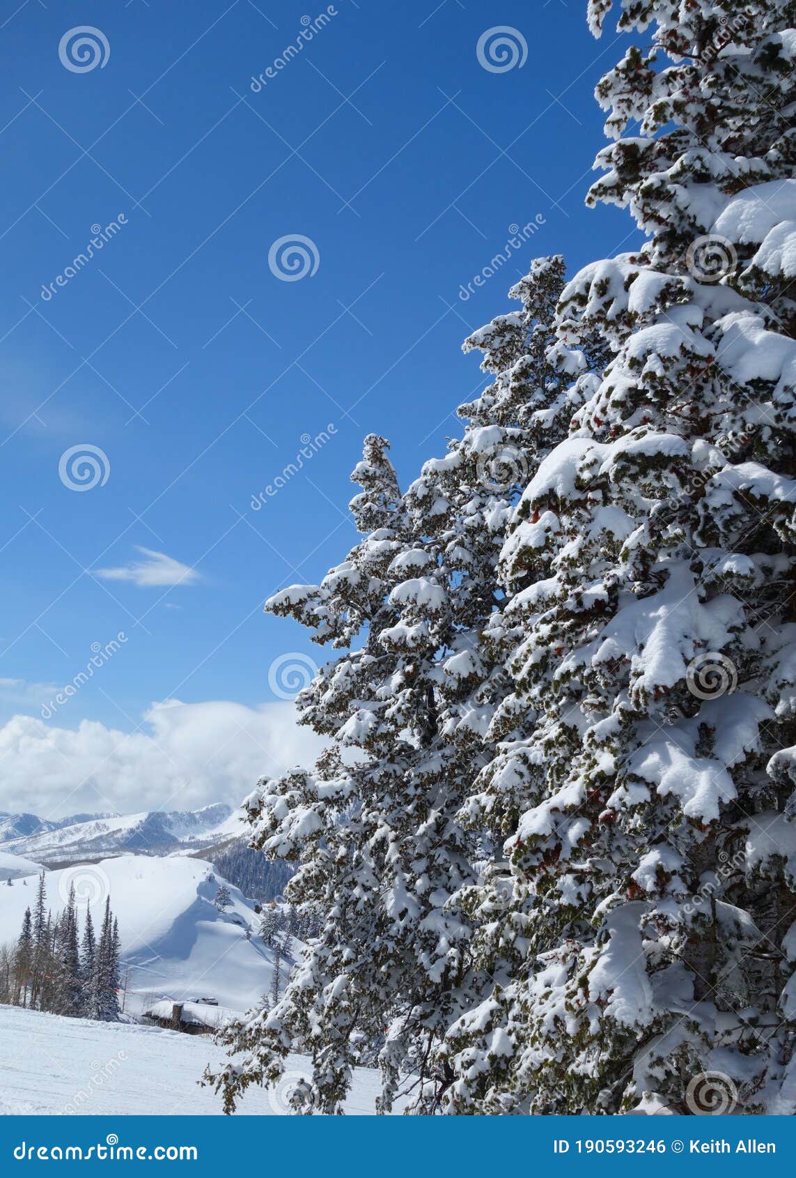 Evergreen Trees Covered in Snow in the Utah Wasatch Mountains Stock ...