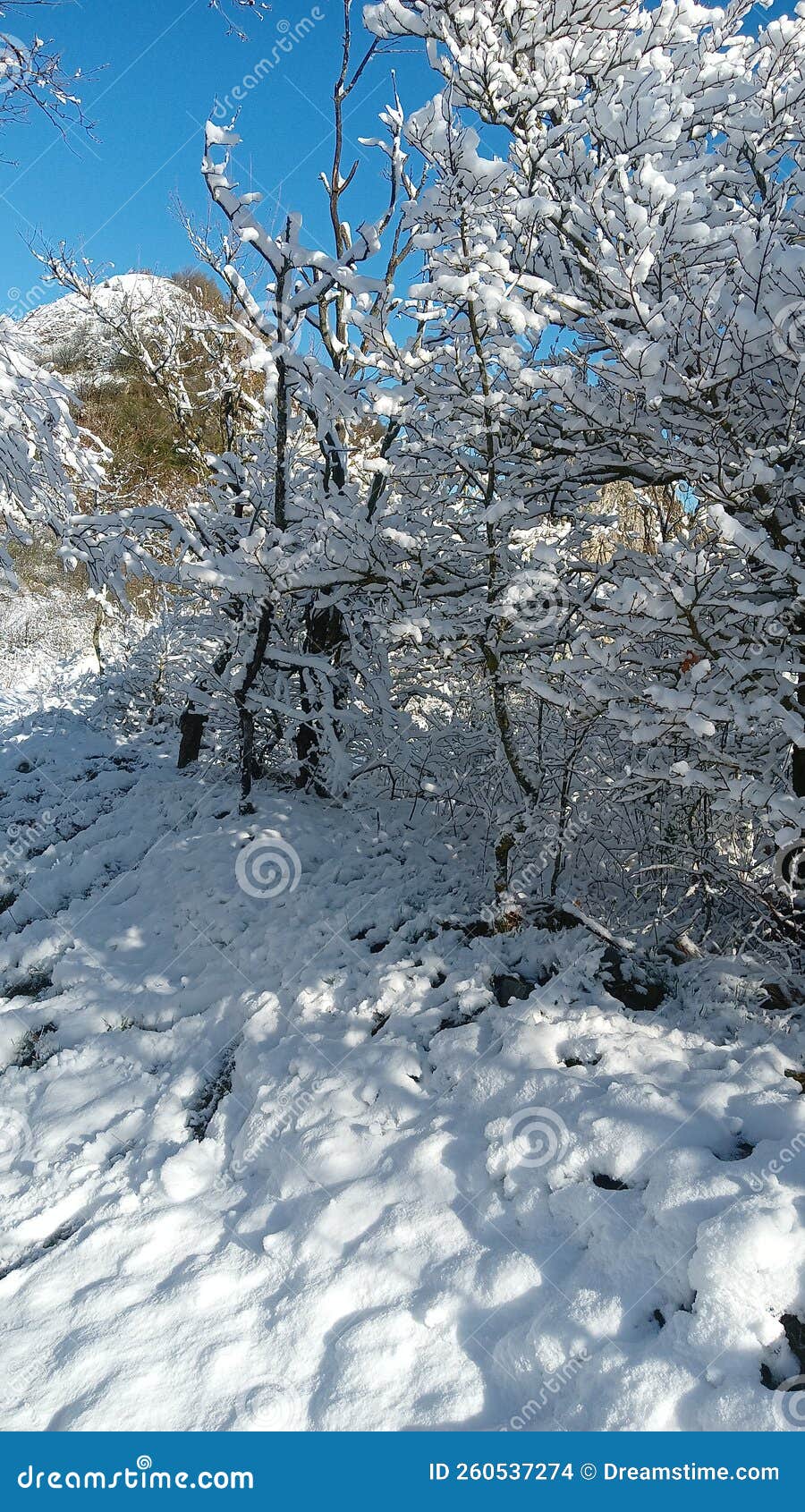 Snow trees view stock photo. Image of snow, blizzard - 260537274