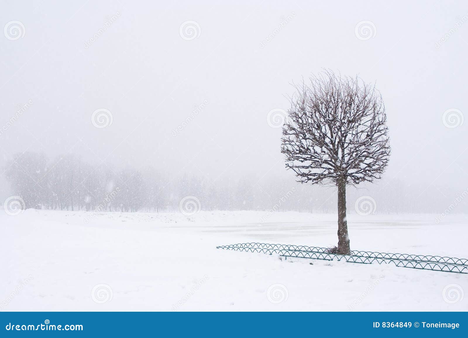 Snow View stock image. Image of scene, pure, trees, cold - 8364849
