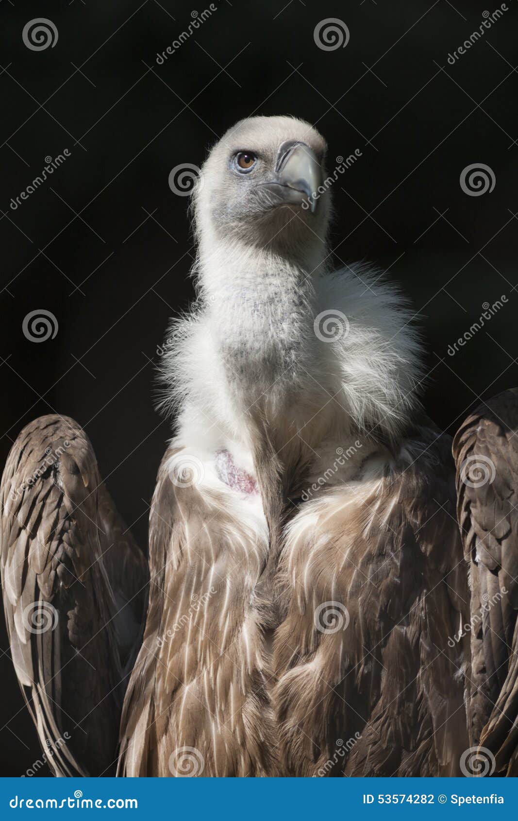 Snow Vulture Gyps Himalayensis Stock Photo - Image of nature, snow ...