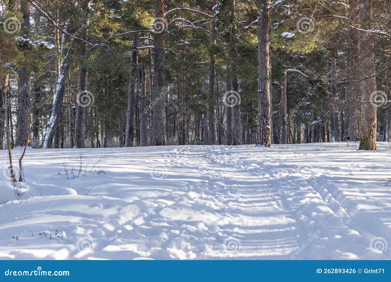 Snow Walking Path in a Pine Forest Stock Photo - Image of forest, snow ...