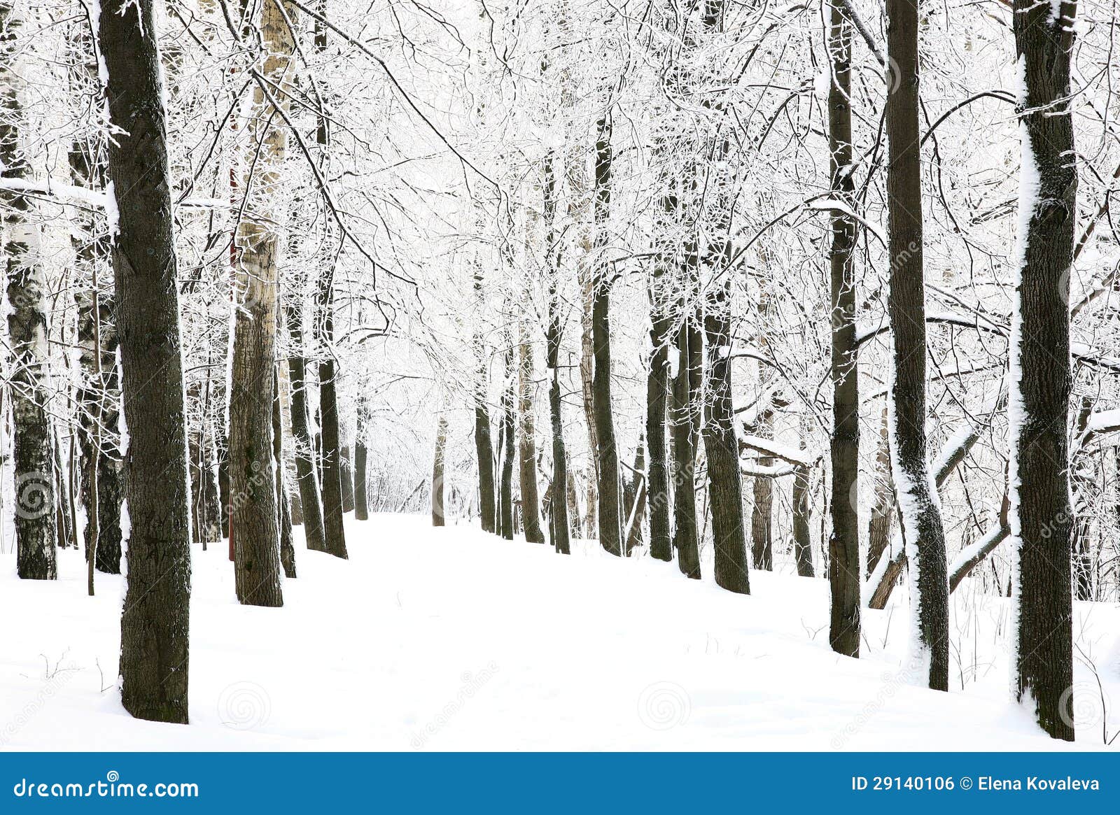 Snow Walkway in Winter Forest Stock Photo - Image of frost, grove: 29140106