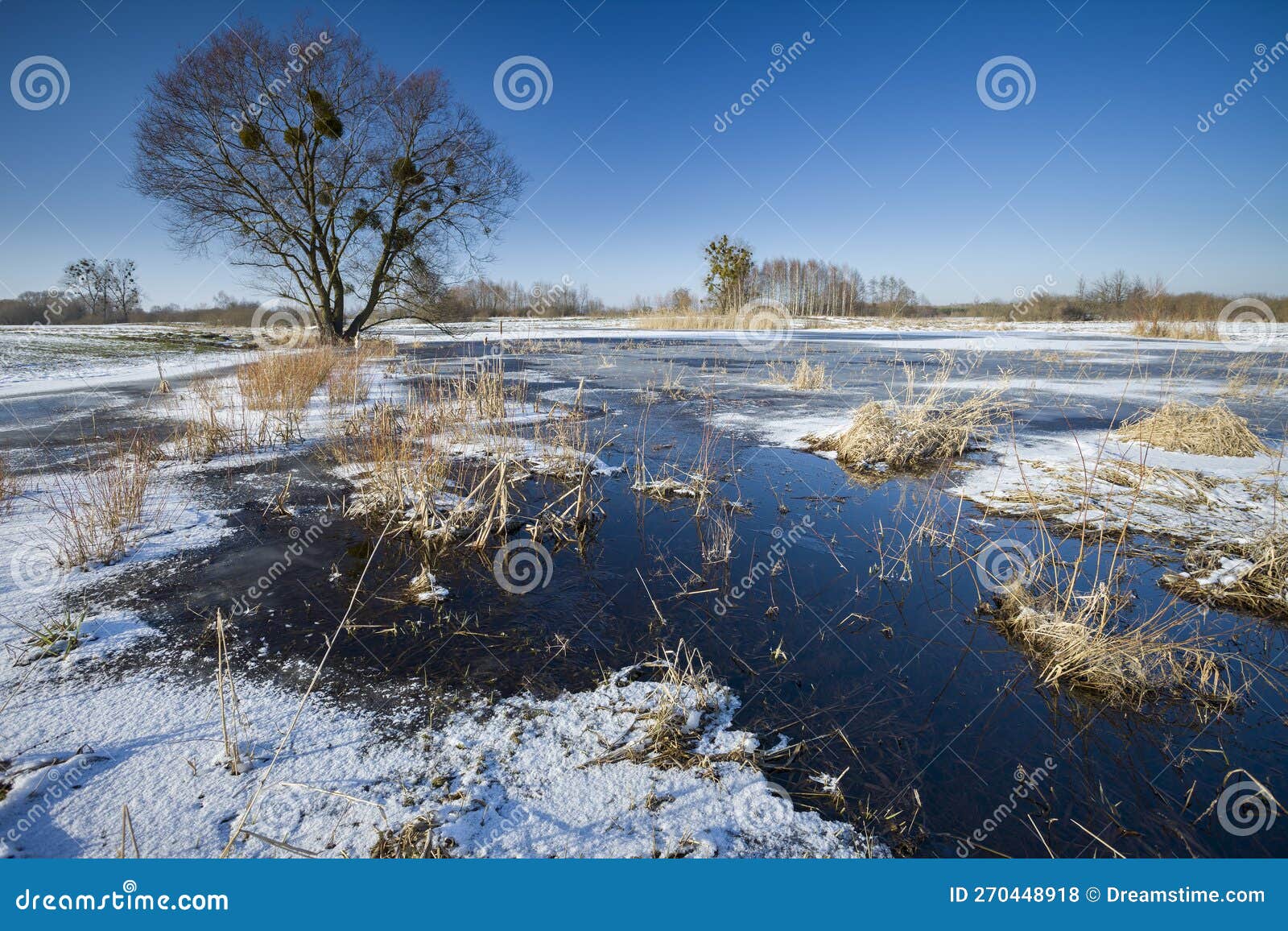 Snow and Water on a Meadow with a Tree Stock Photo - Image of lake ...
