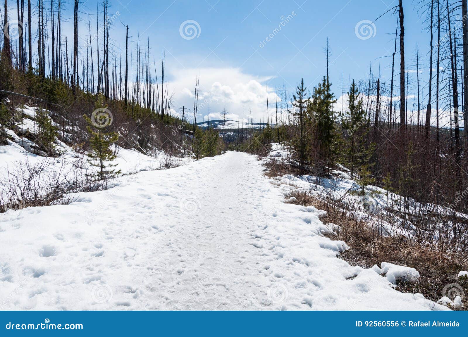 Snow Way stock photo. Image of forest, horizontal, canyon - 92560556