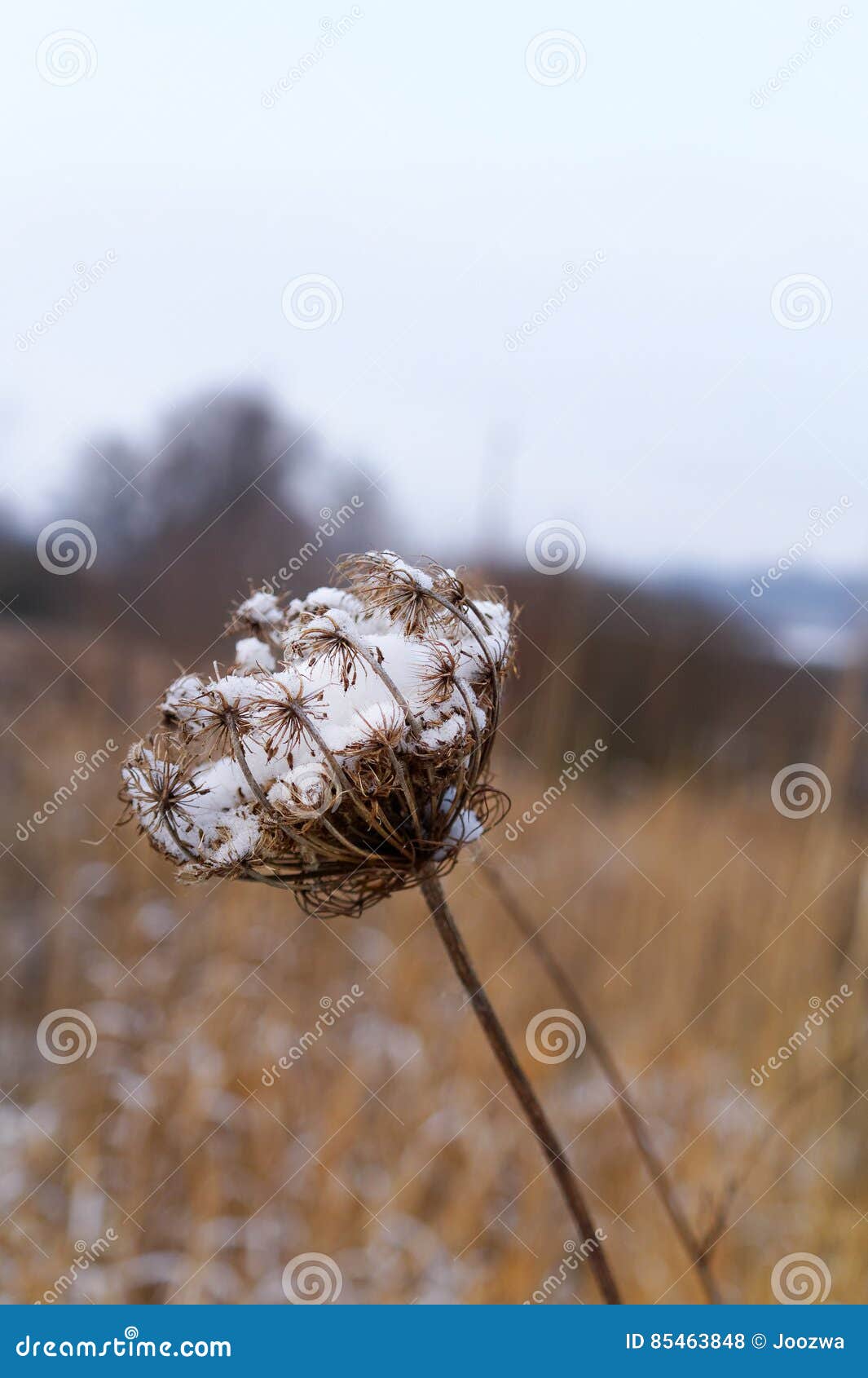 Snow in the weed stock photo. Image of blurred, closeup - 85463848