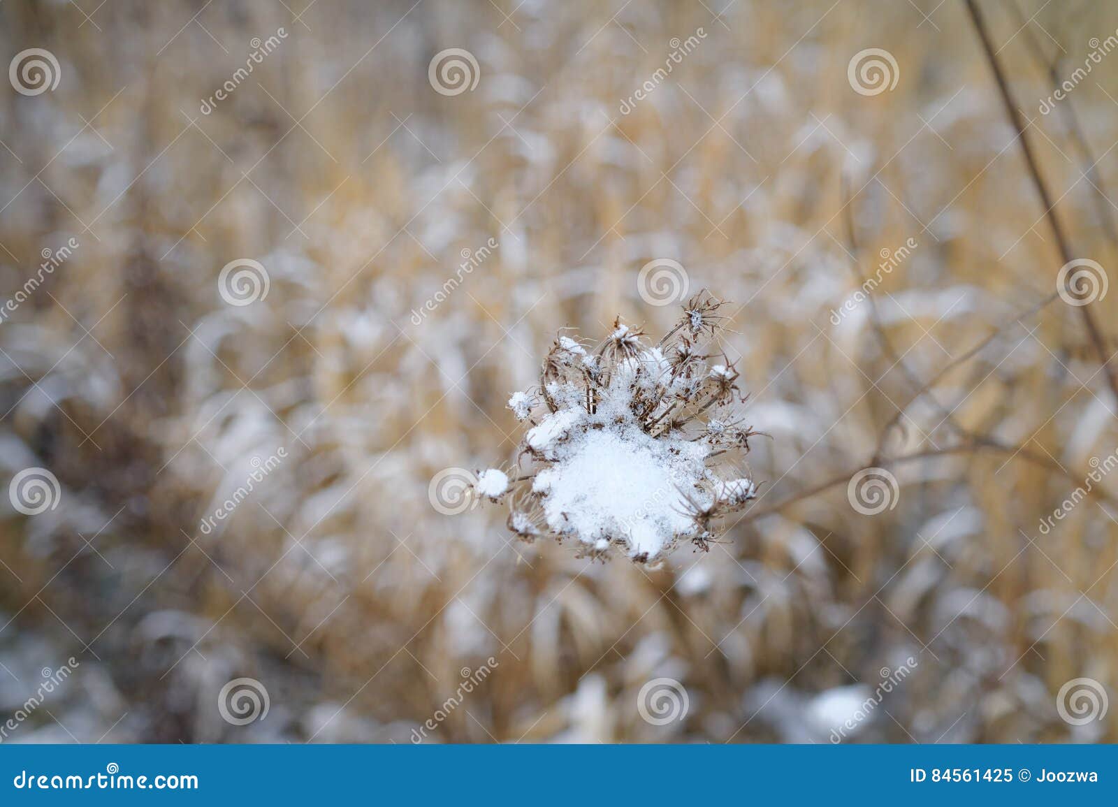 Snow on the weed stock image. Image of blur, weather - 84561425