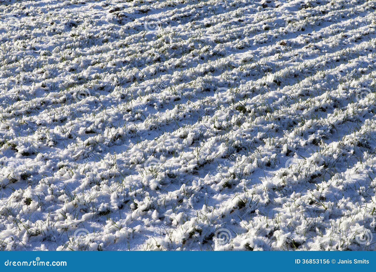 Snow on wheat. stock photo. Image of black, frost, farm - 36853156