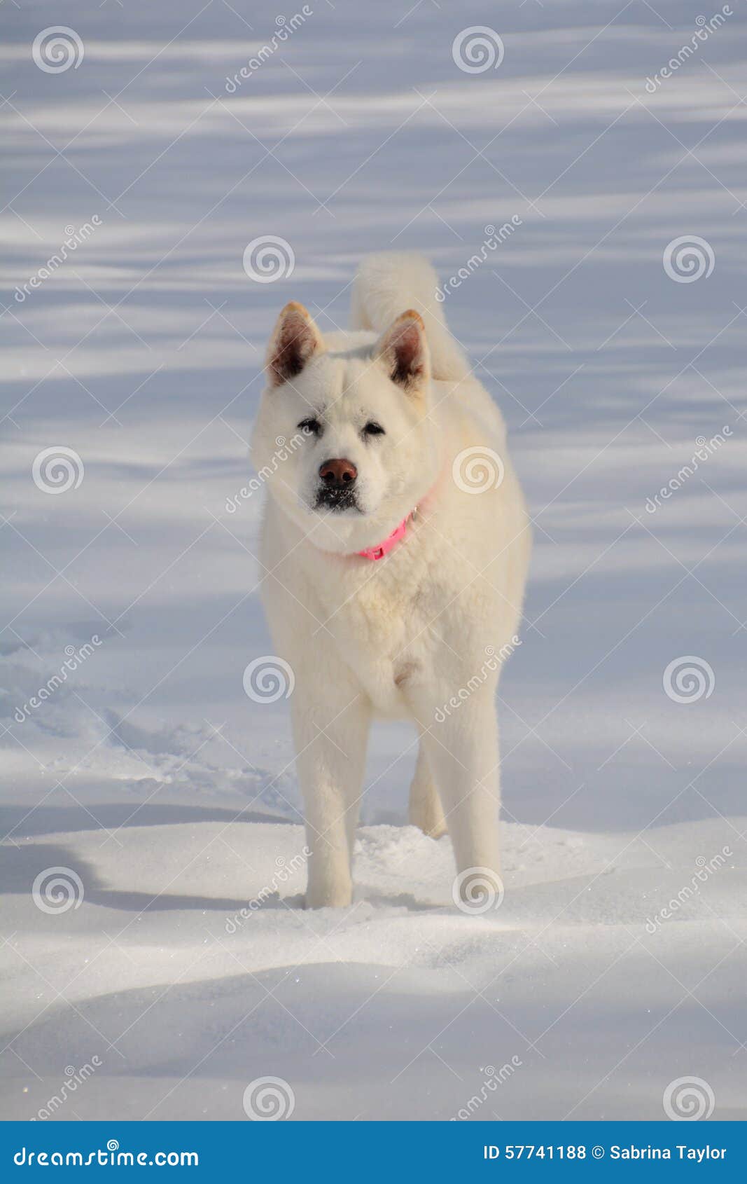 Snow White Akita with Snowy Muzzle Posing in the Snow Stock Photo ...