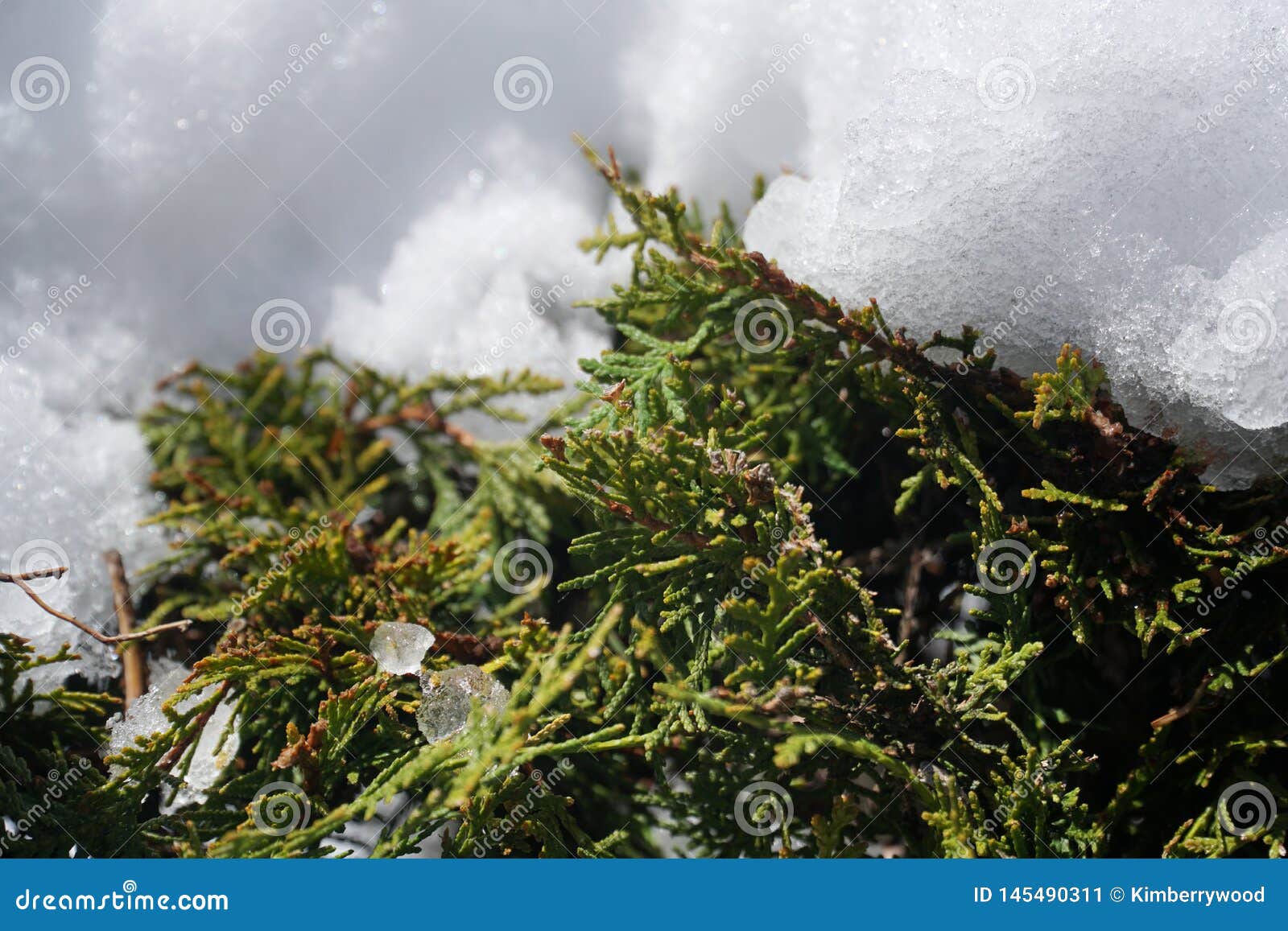 Snow stock image. Image of leaves, christmas, abstract - 145490311