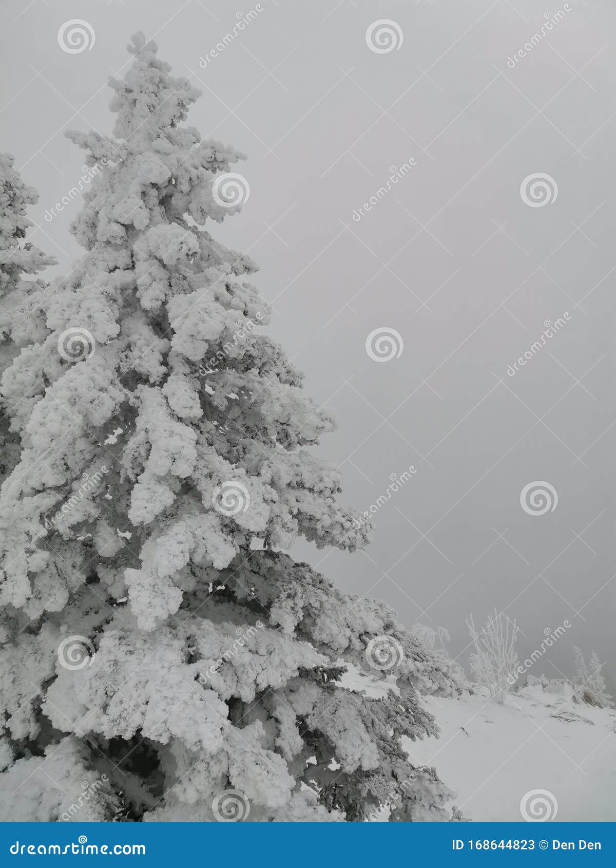Snow White Christmas Tree on a White Background of Clouds Stock Image ...