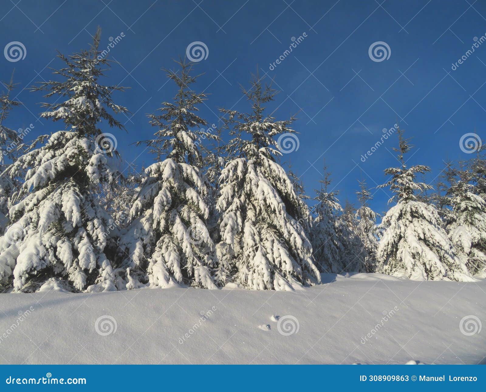 Snow White Cold Winter Beautiful Ice Cream Trees Landscape Stock Image ...