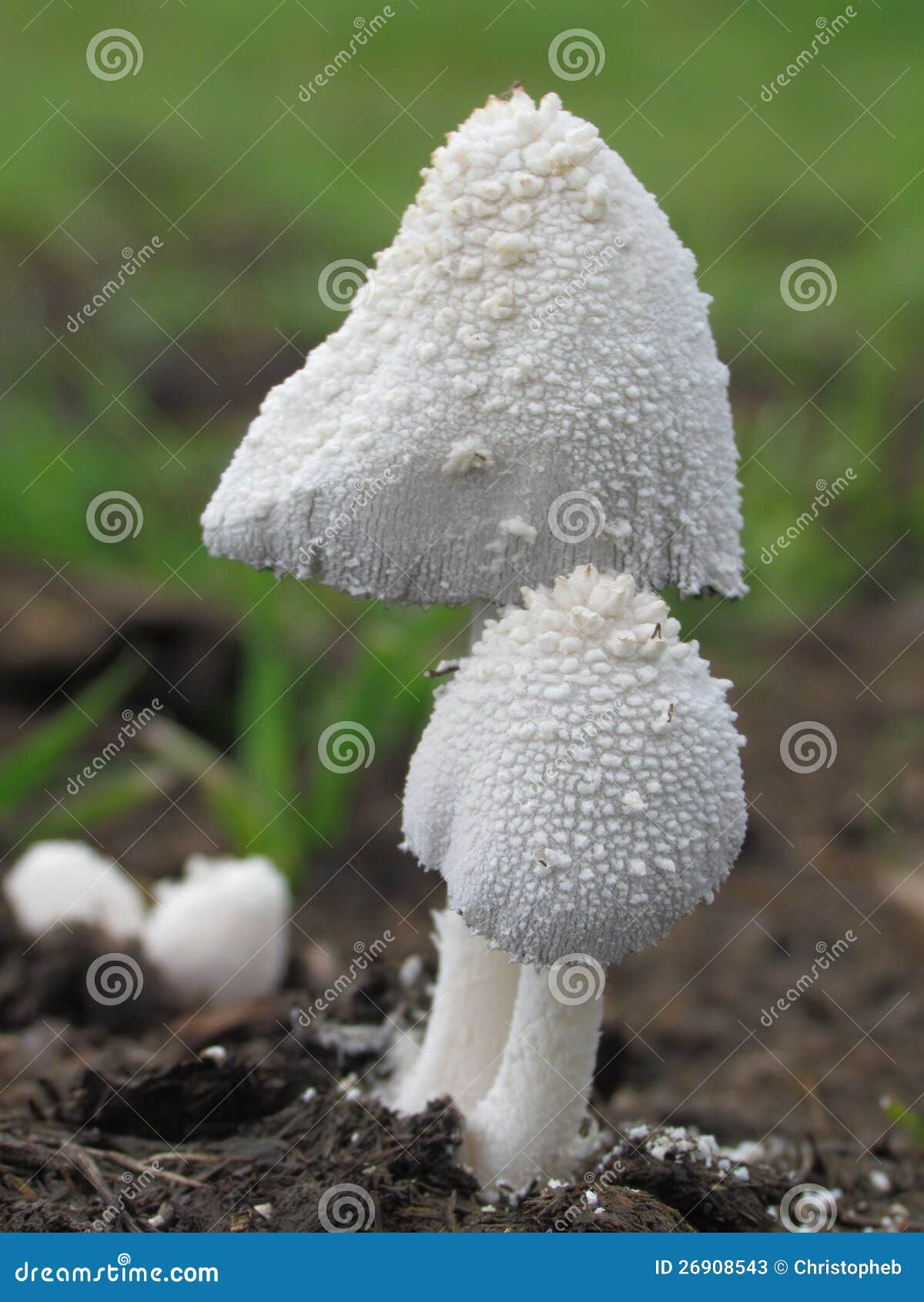 Snow White Coprin (Coprinus Niveus) Stock Image - Image of delicate ...