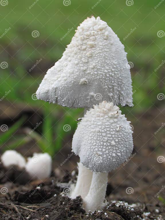 Snow White Coprin (Coprinus Niveus) Stock Image - Image of delicate ...