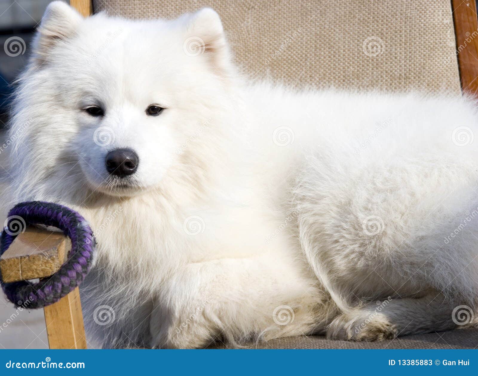 Why Does Dog Groan When Lying Down